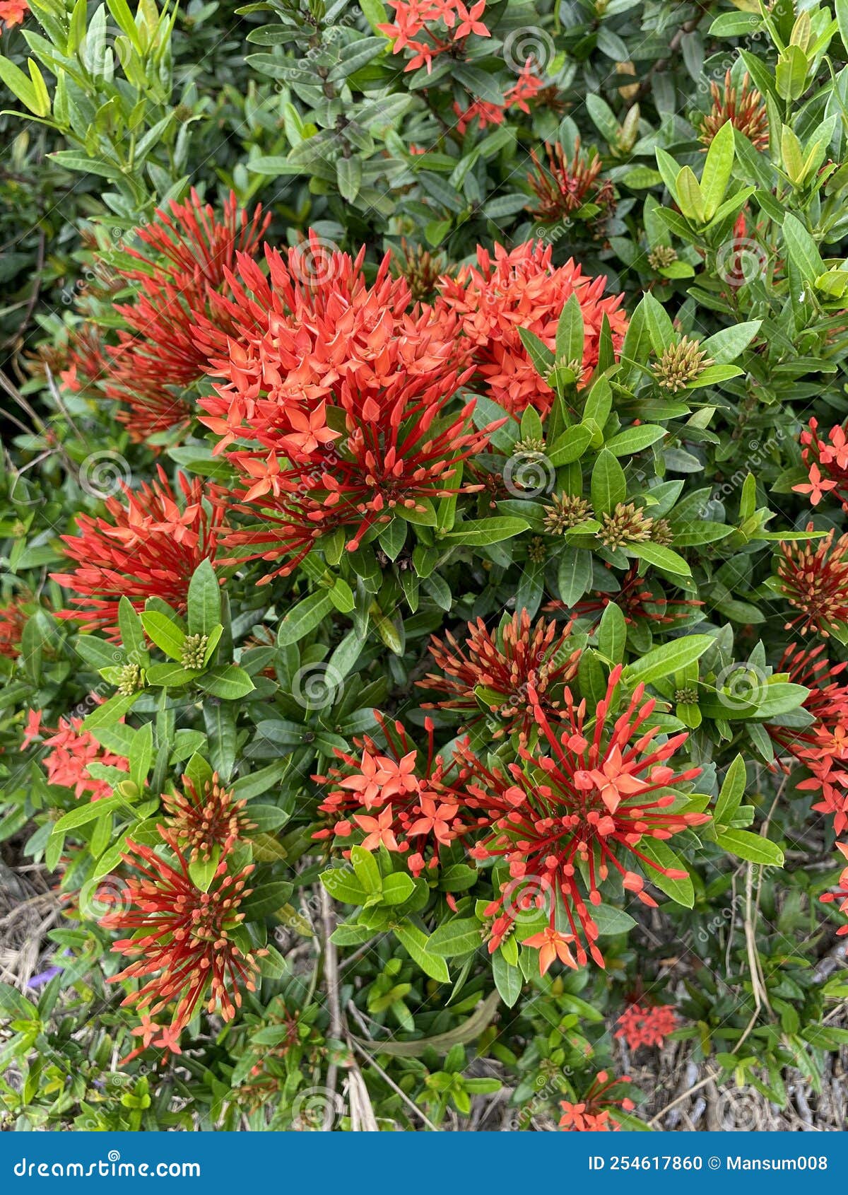 Beautiful Ixora Coccinea Tree With Flowers. Royalty-Free Stock Photo ...
