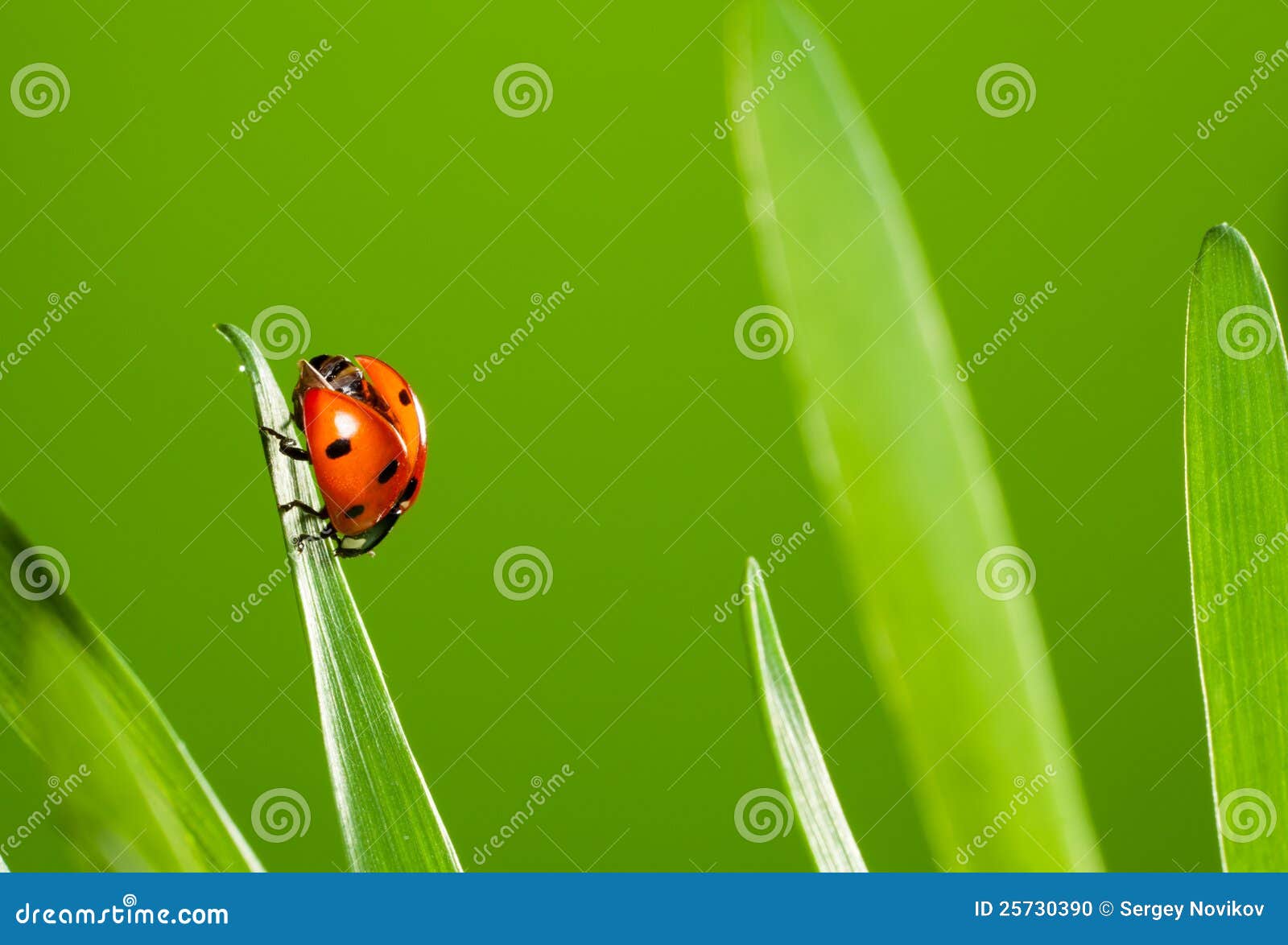Close Up of Beautiful Ladybug Stock Photo - Image of wildlife, macro ...