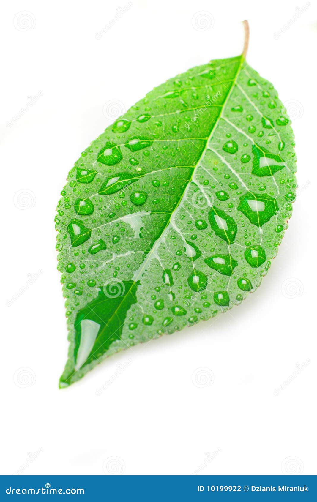 Close-up beautiful leaf stock photo. Image of nature - 10199922