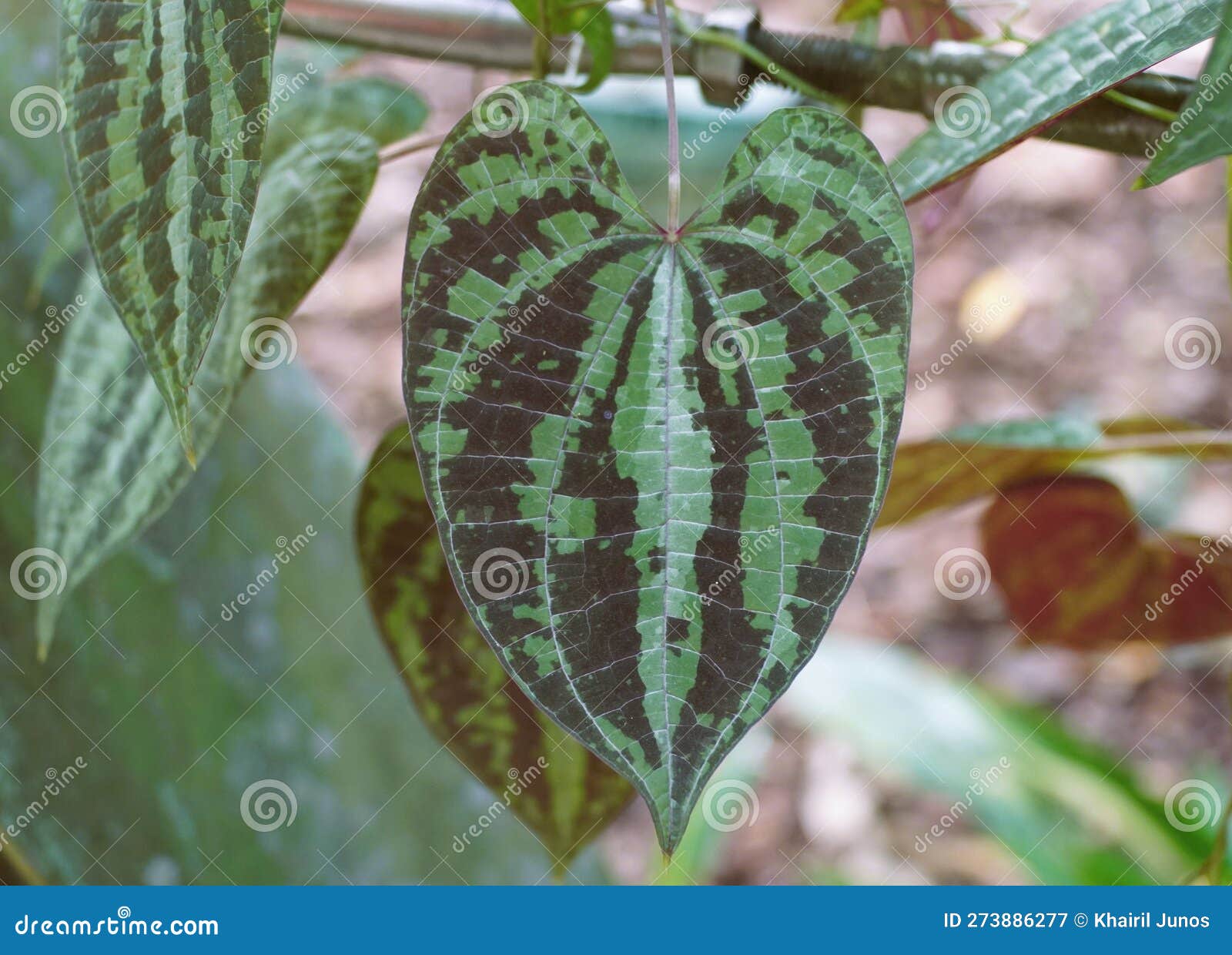 Close Up of the Beautiful Leaf Pattern of Dioscorea Dodecaneura Stock ...