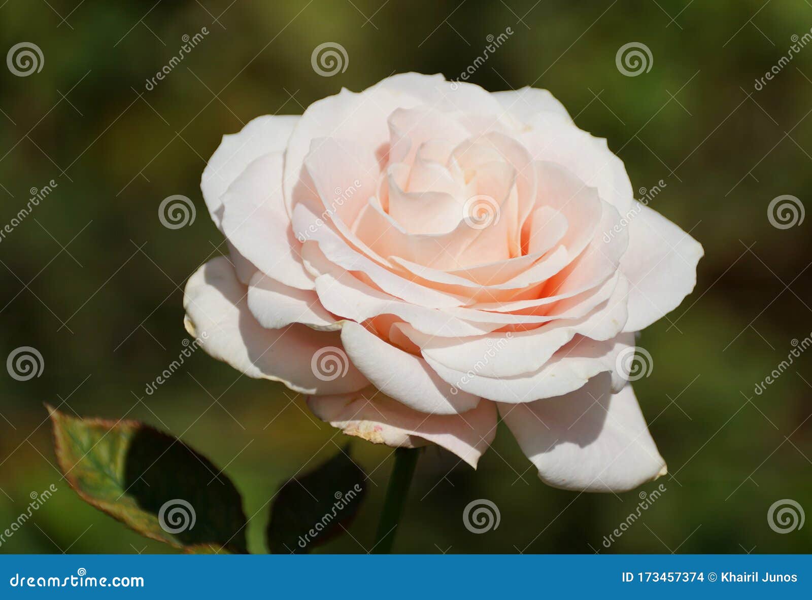Close Up of a Beautiful Light Pink Rose Stock Photo - Image of garden ...