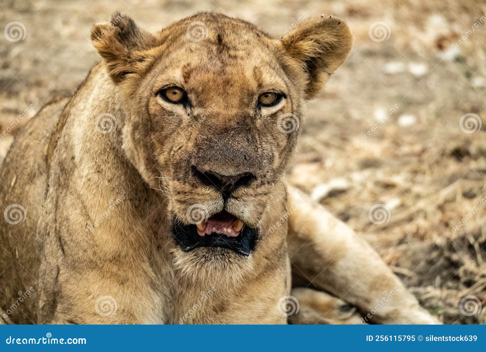 Close-up of a Beautiful Lioness Resting after Hunting Stock Image ...