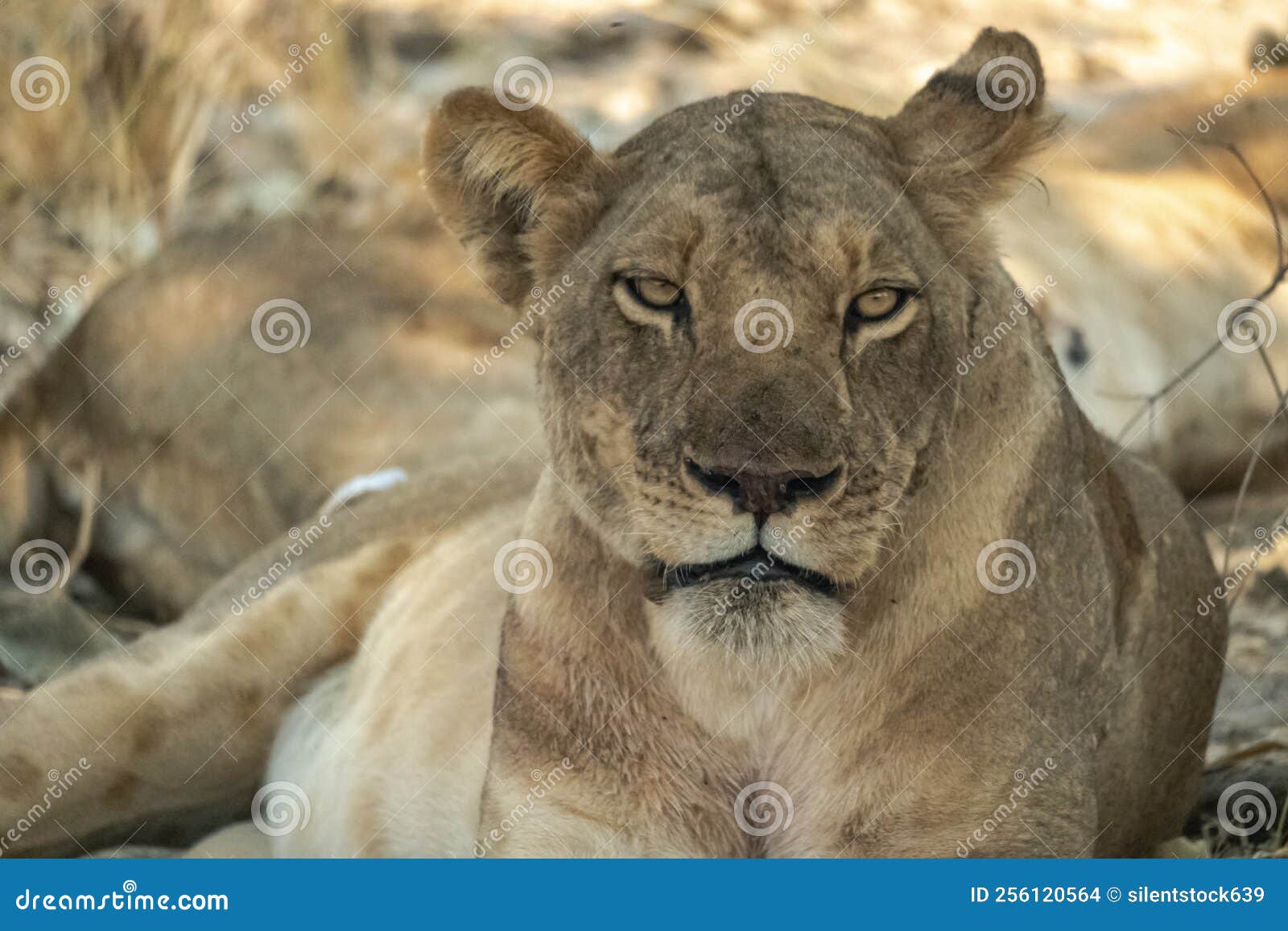 Close-up of a Beautiful Lioness Resting after Hunting Stock Photo ...