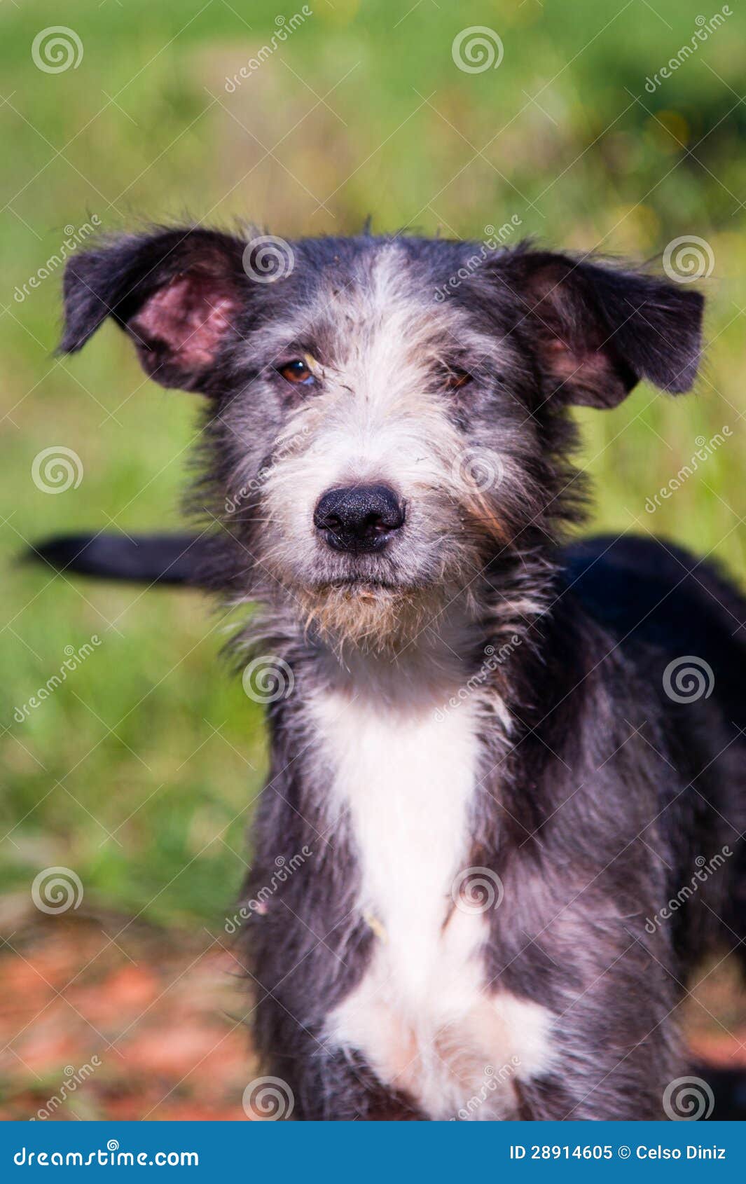 Close-up of a Beautiful Little Dog Stock Image - Image of camera, color ...