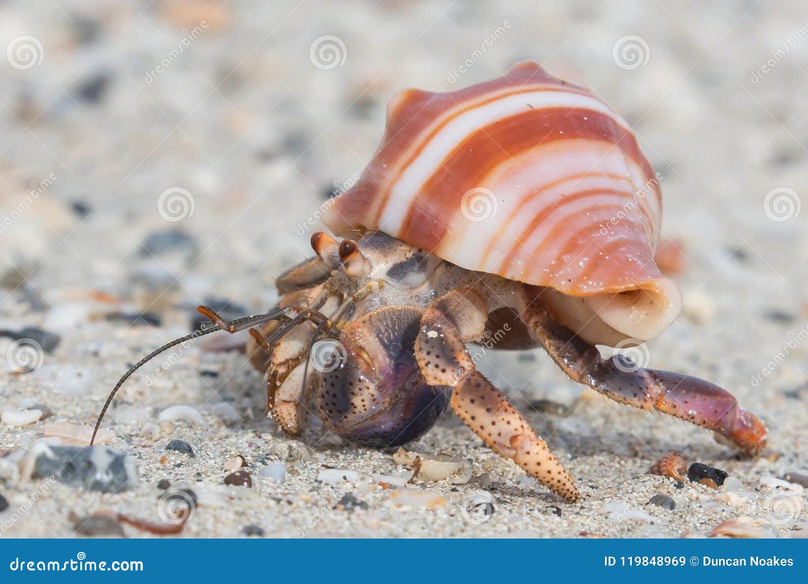 Close Up of a Beautiful Little Hermit Crab Stock Image - Image of ... Close Up of a Beautiful Little Hermit Crab Stock Image - Image of ...