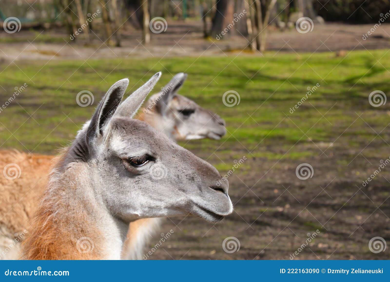 Close-up on Beautiful Llamas in the Park Stock Photo - Image of fauna ...