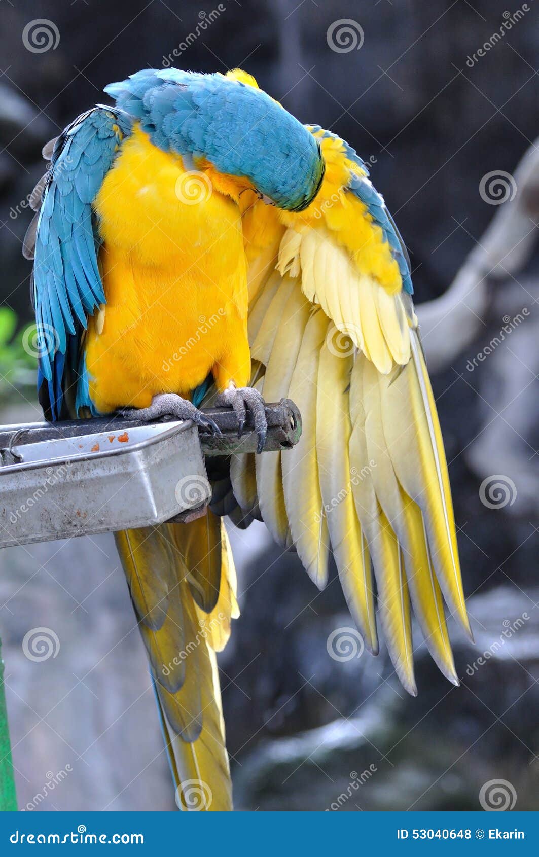 Bird Cleaning Plumage. Tern In The Water. Royal Tern, Sterna Maxima Or ...