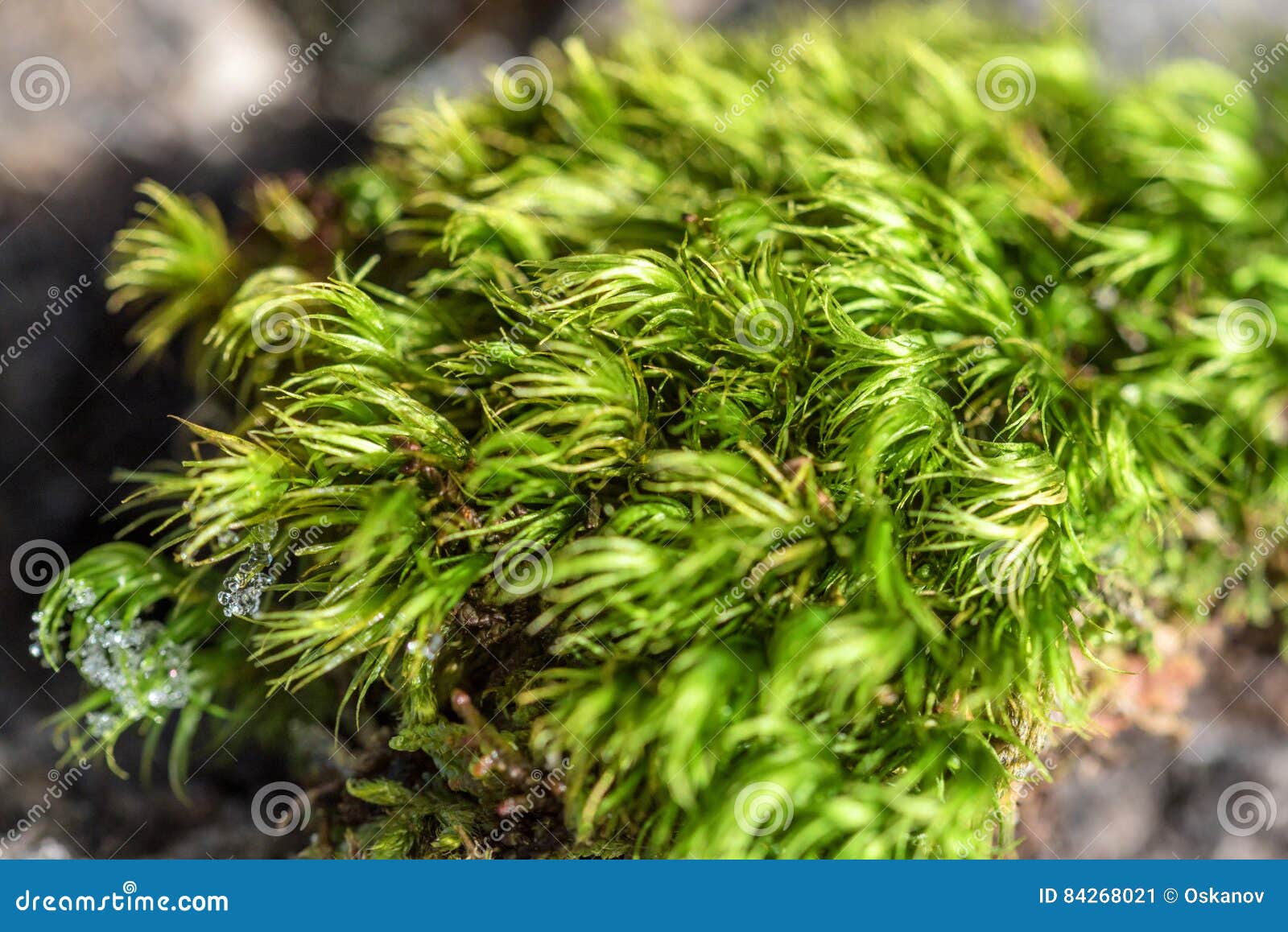 Close-up of beautiful moss stock image. Image of beautiful - 84268021