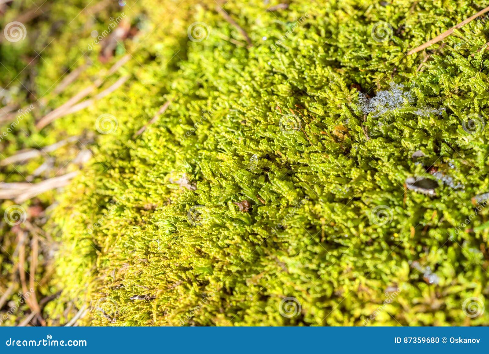 Close-up of beautiful moss stock photo. Image of lush - 87359680