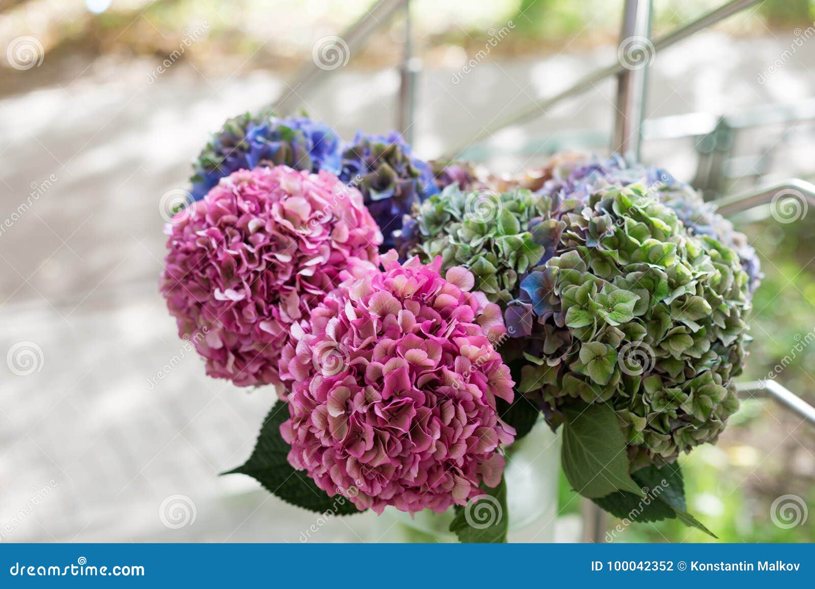 Close Up of Beautiful Multi Colored Hydrangea Flowers, Natural ...