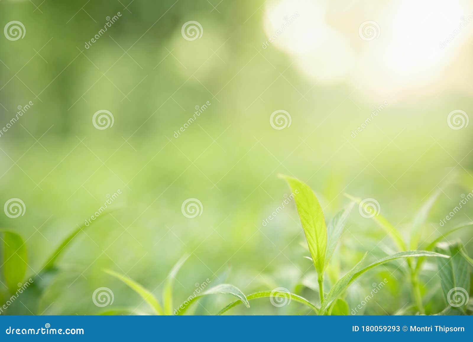 Close Up of Beautiful Nature View Green Leaf on Blurred Greenery ...