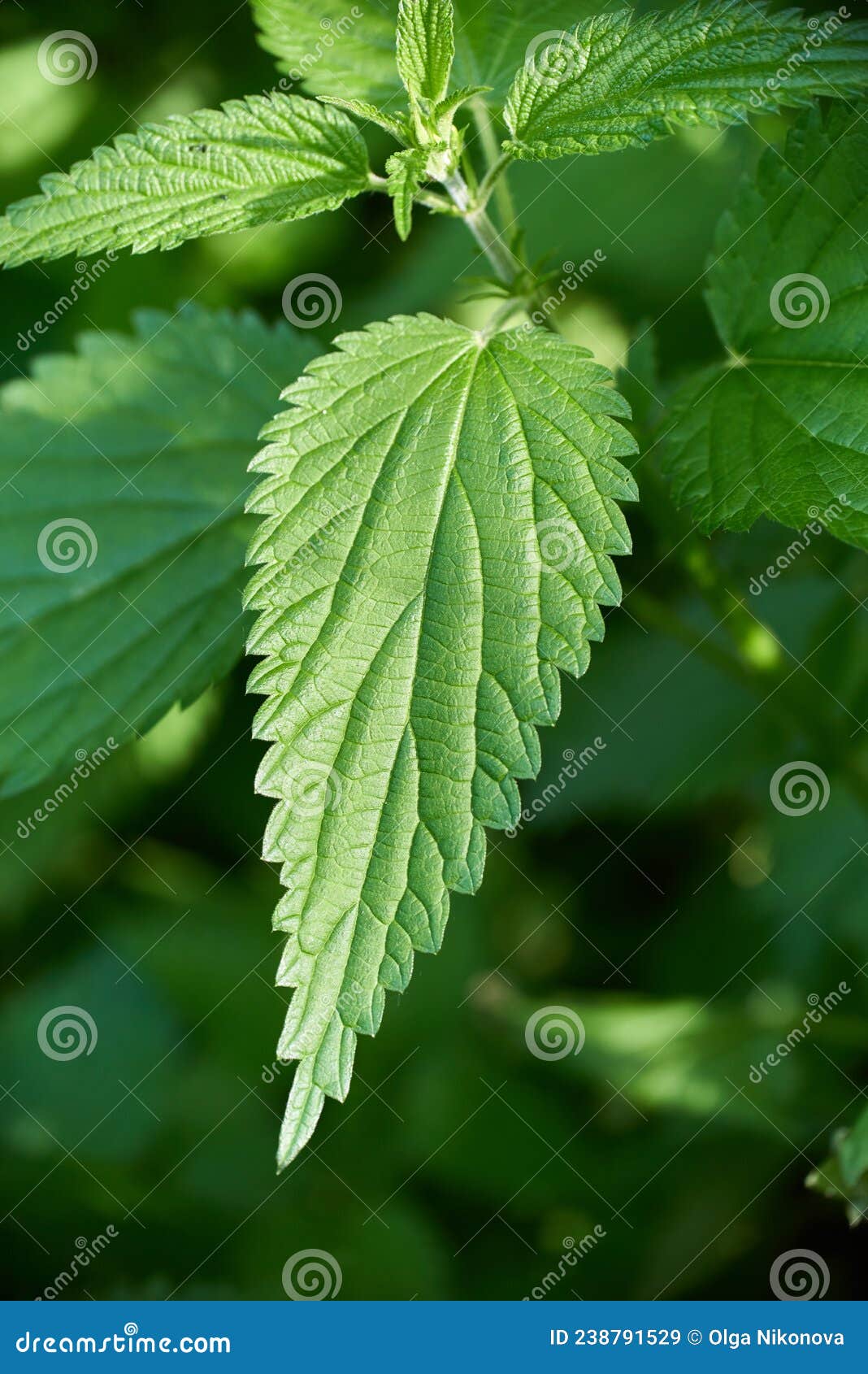 Close-up of Beautiful Nettle Leaf Against Backdrop of Setting Sun ...