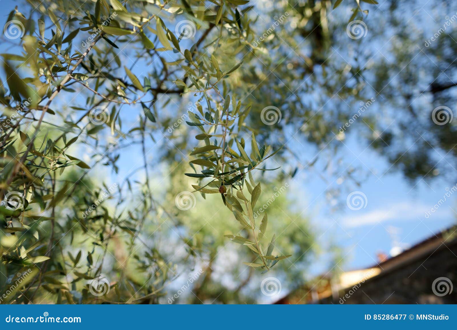 Close-up of Beautiful Olive Tree Branch with Tiny Olive Stock Image ...