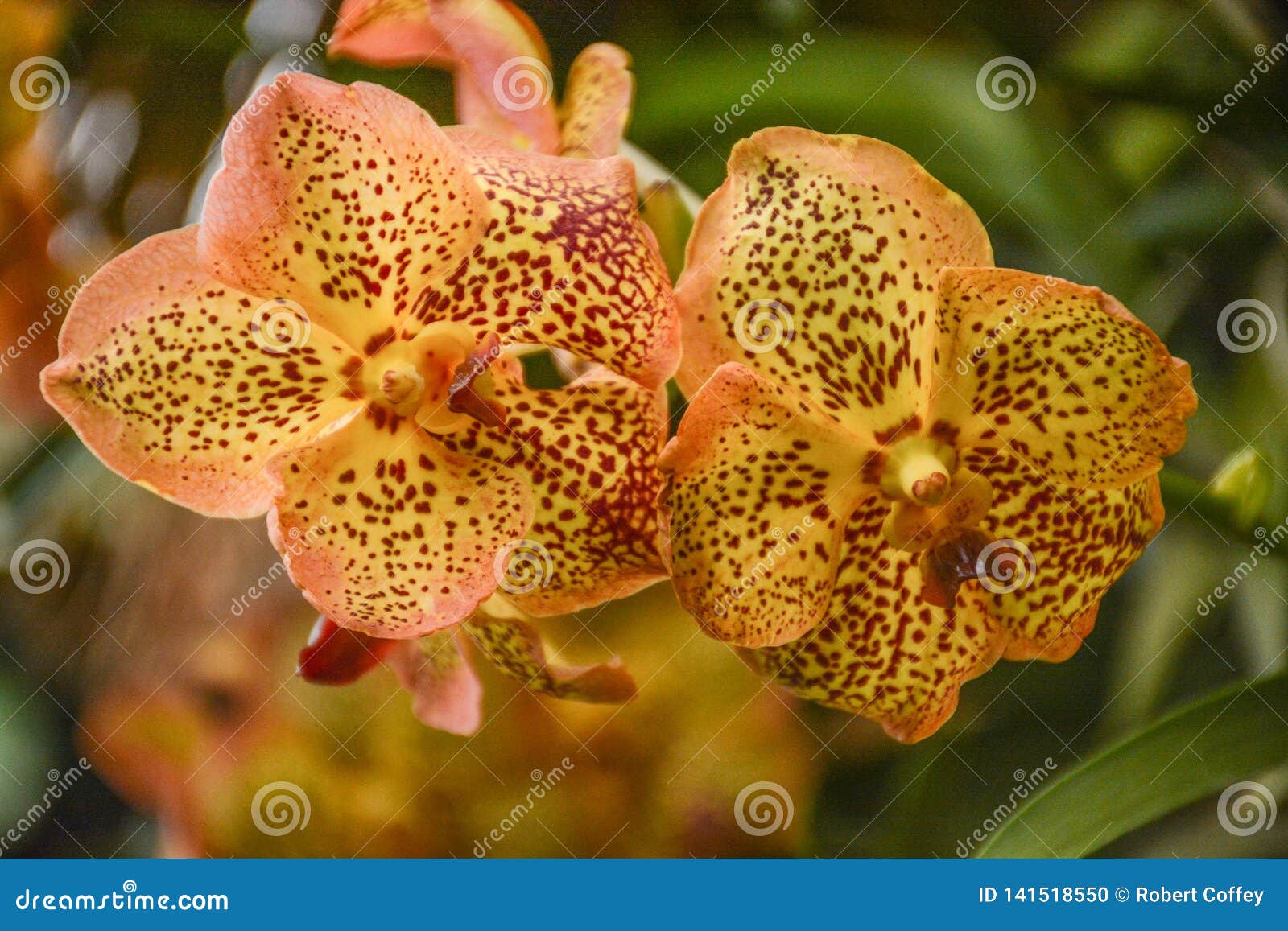 A Close Up of Beautiful Orchids Stock Photo - Image of flowers, orchids ...