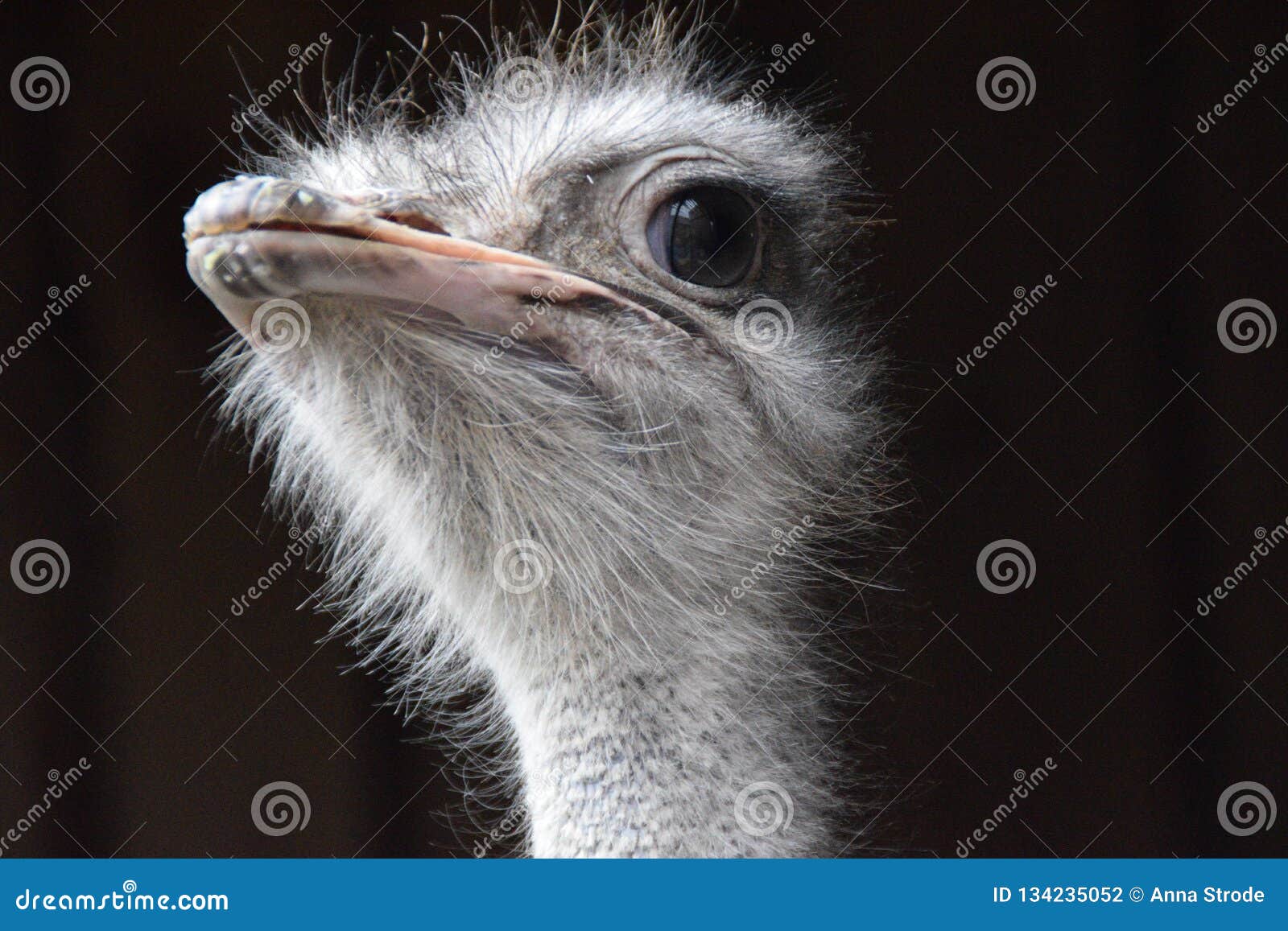Close Up of a Beautiful Ostrich Looking. Stock Photo - Image of farm ...