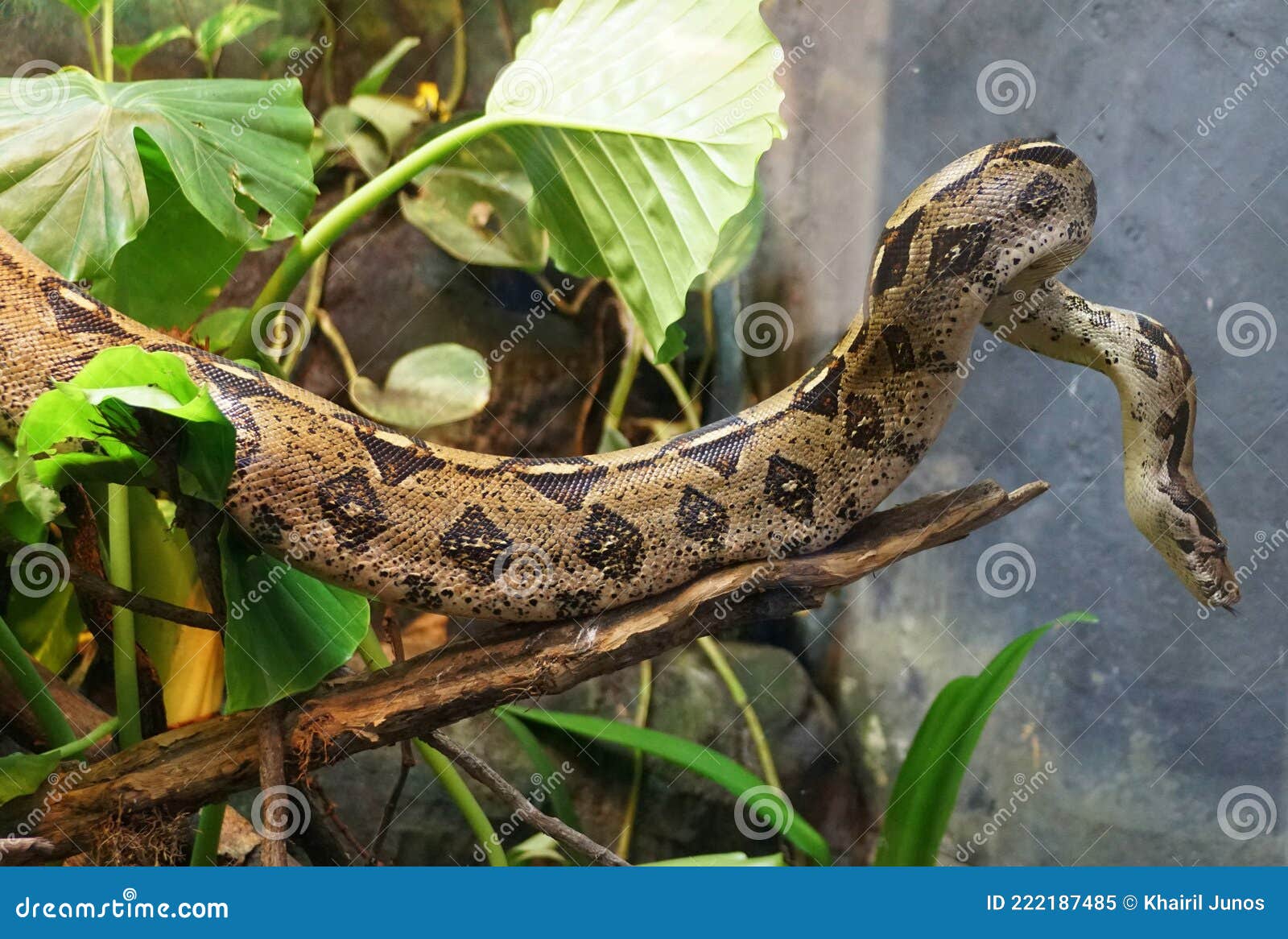 Close Up of a Beautiful Patterns of a Boa Constrictor Stock Image ...