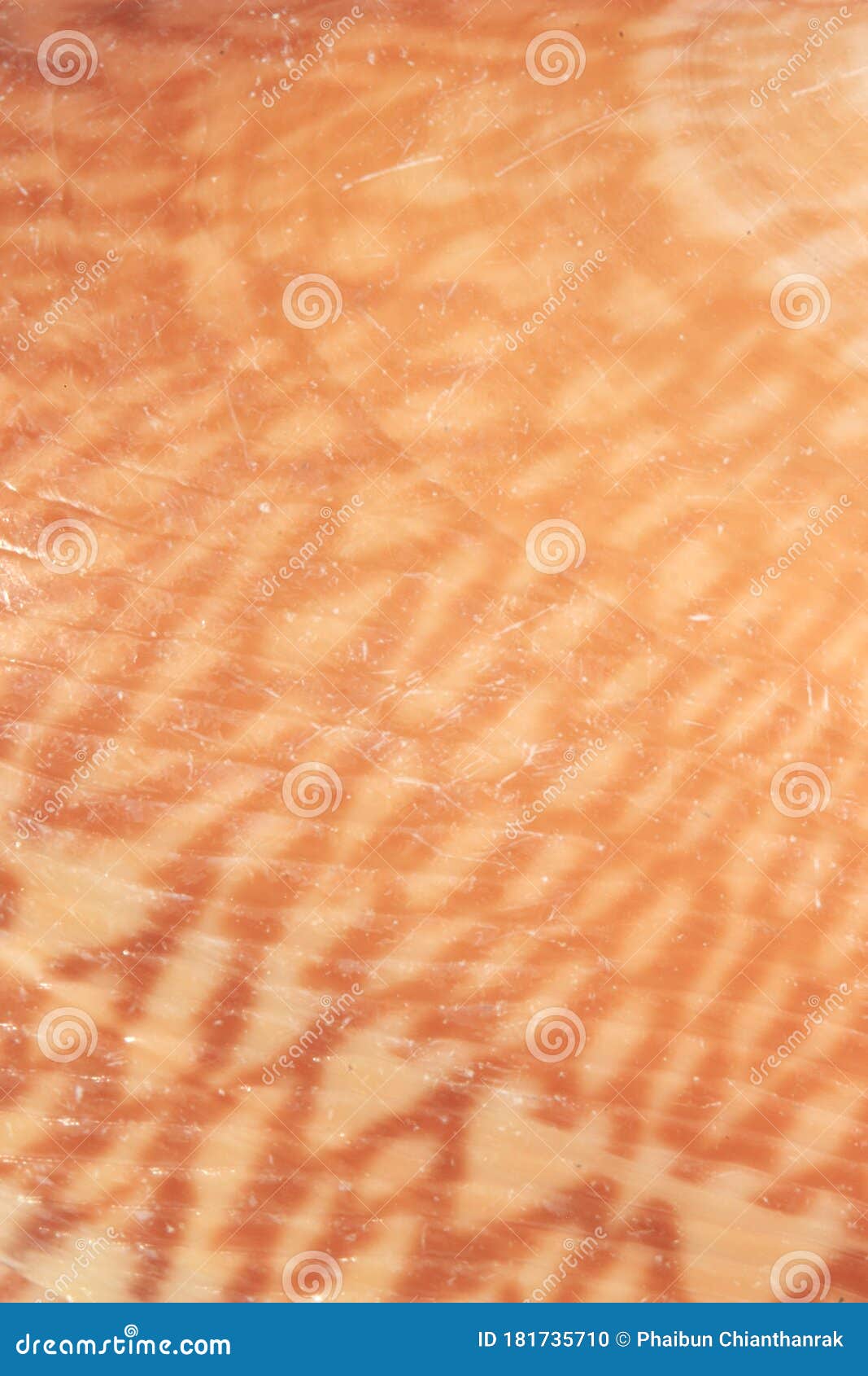 Close-up of Beautiful Patterns on the Shells 3 Stock Photo - Image of ...