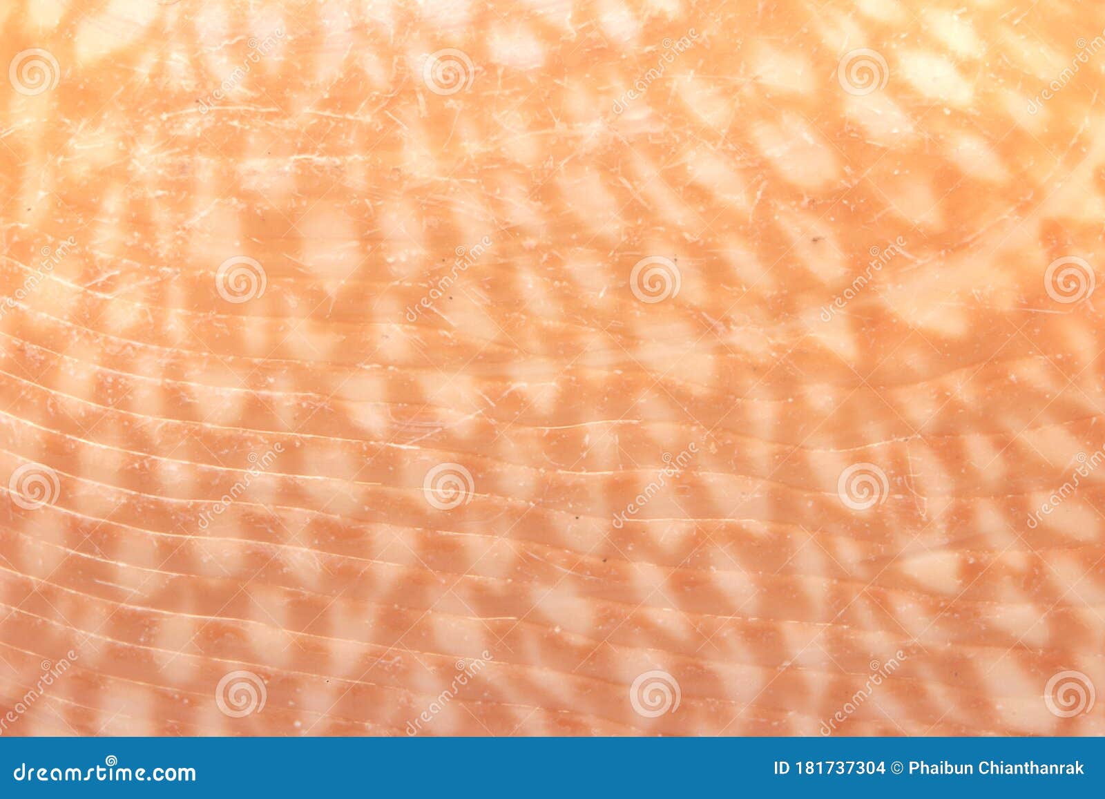 Close-up of Beautiful Patterns on the Shells 2 Stock Photo - Image of ...