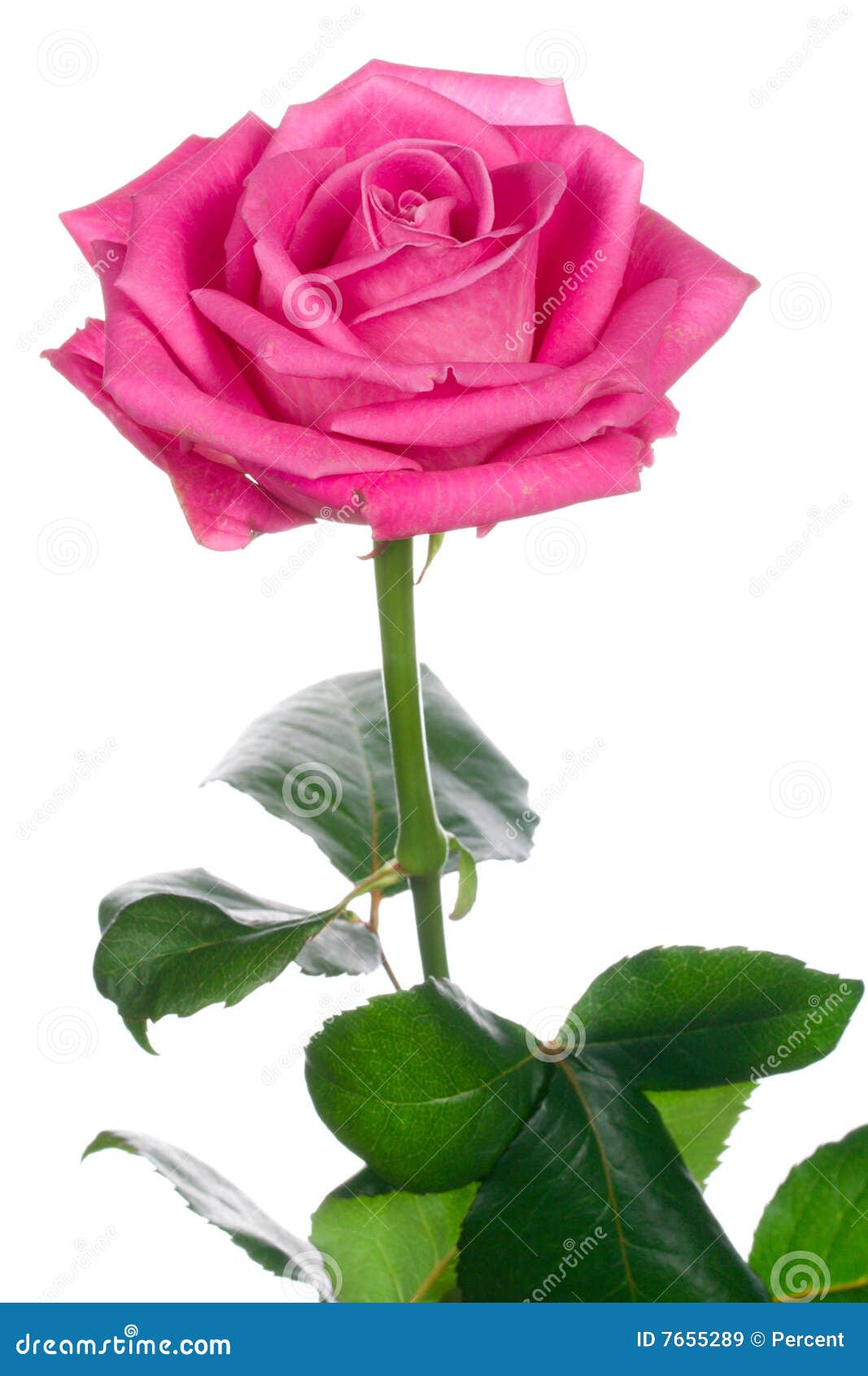 Close-up Beautiful Pink Rose Isolated Stock Image - Image of romance ...