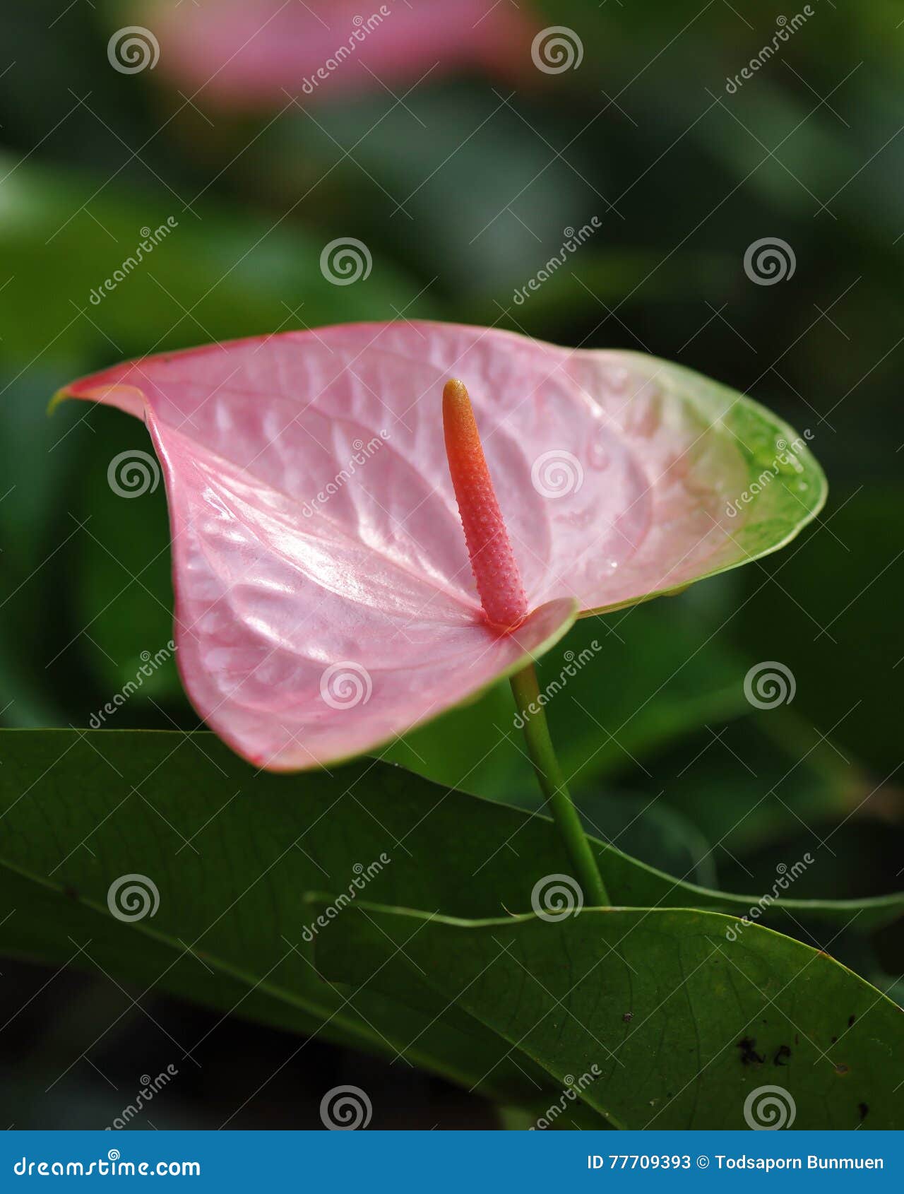 Close Up of Beautiful Pink Spadix Flower Stock Image - Image of botany ...