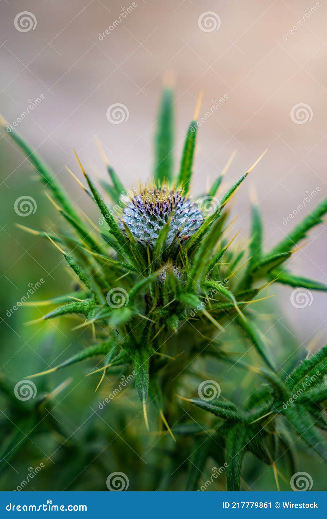 Close-up of a Beautiful Plant with Spikes Stock Image - Image of ...