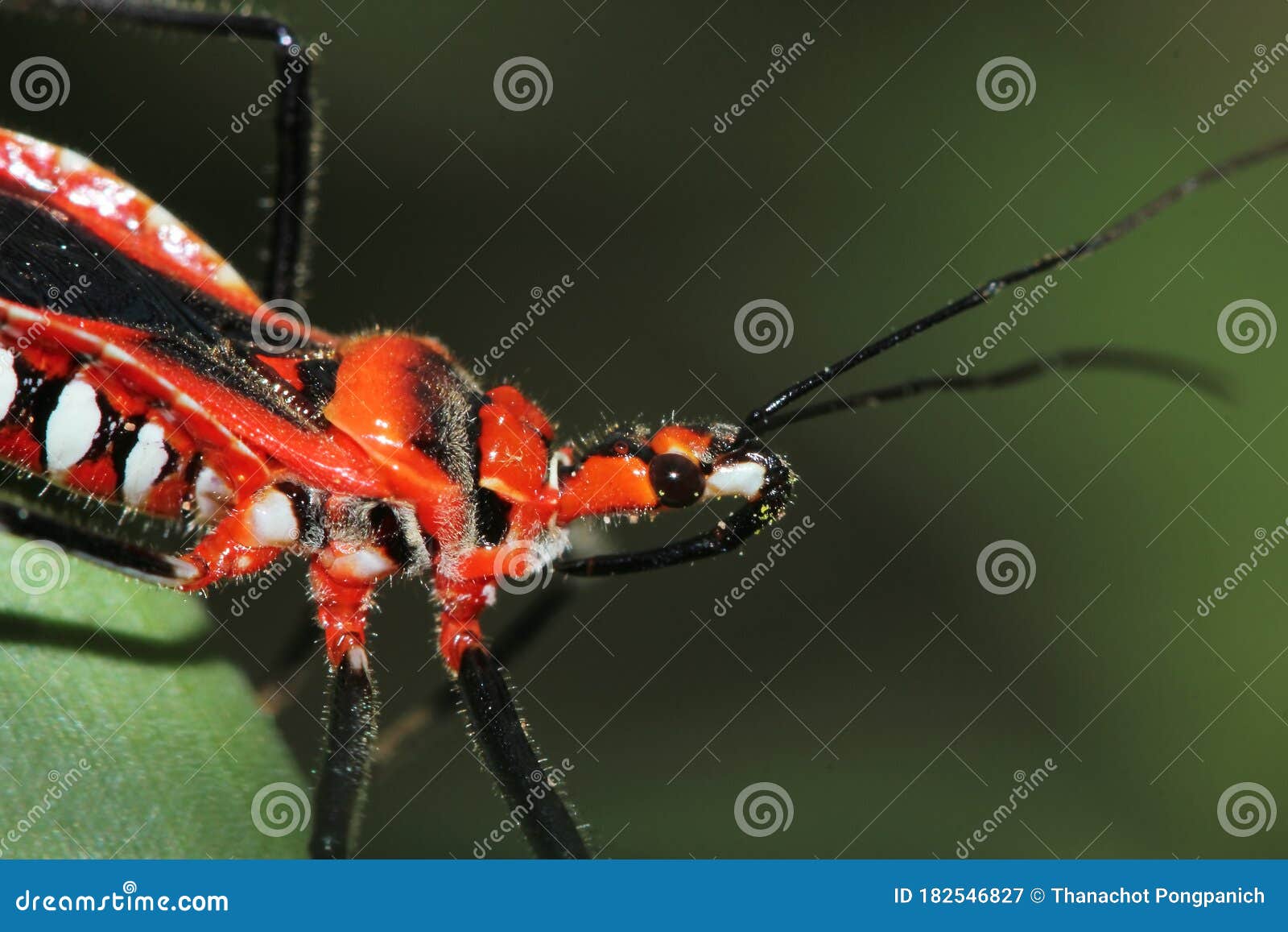 Beautiful Predator Bug in Fresh Forest for Fresh Nature Background ...