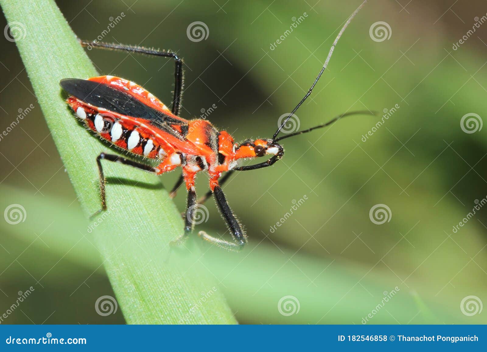 Beautiful Predator Bug in Fresh Forest for Fresh Nature Background ...