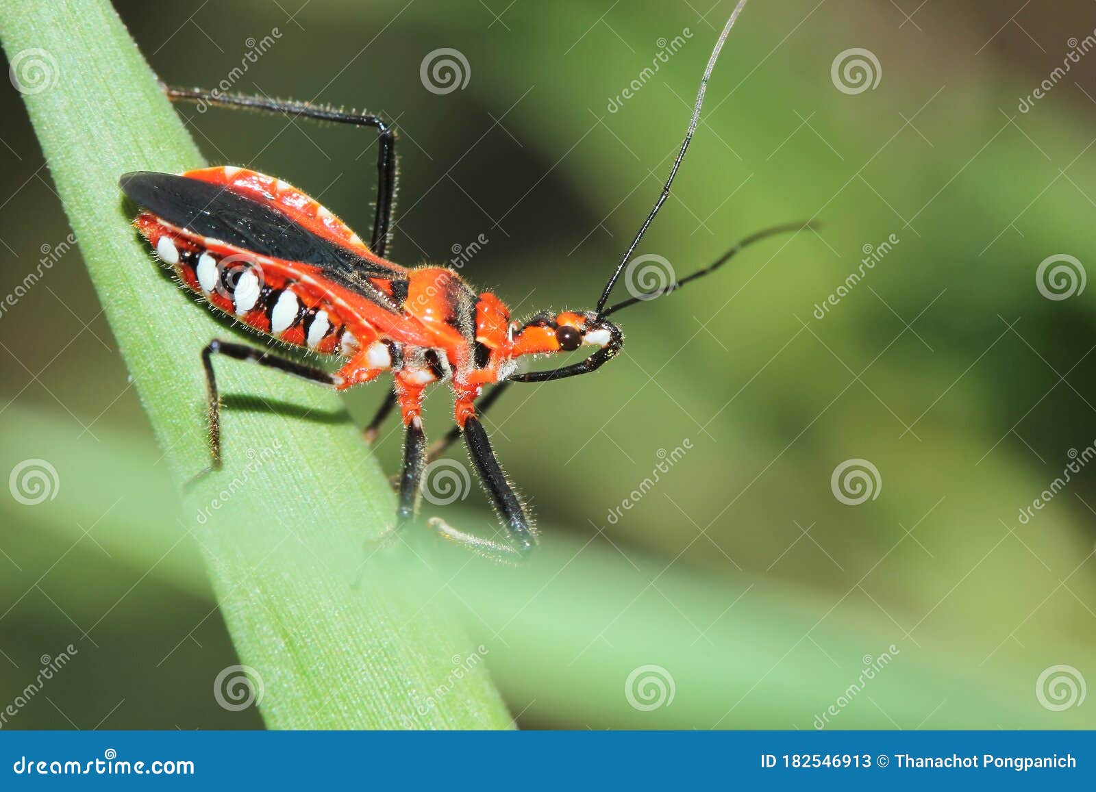 Beautiful Predator Bug in Fresh Forest for Fresh Nature Background ...