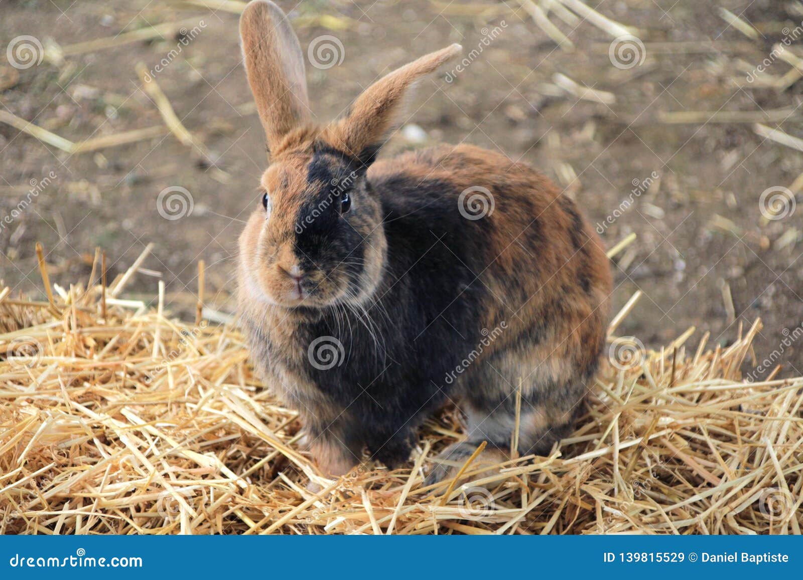 Rabbit, Closeup on a Rabbit Stock Image - Image of beautiful, nature ...