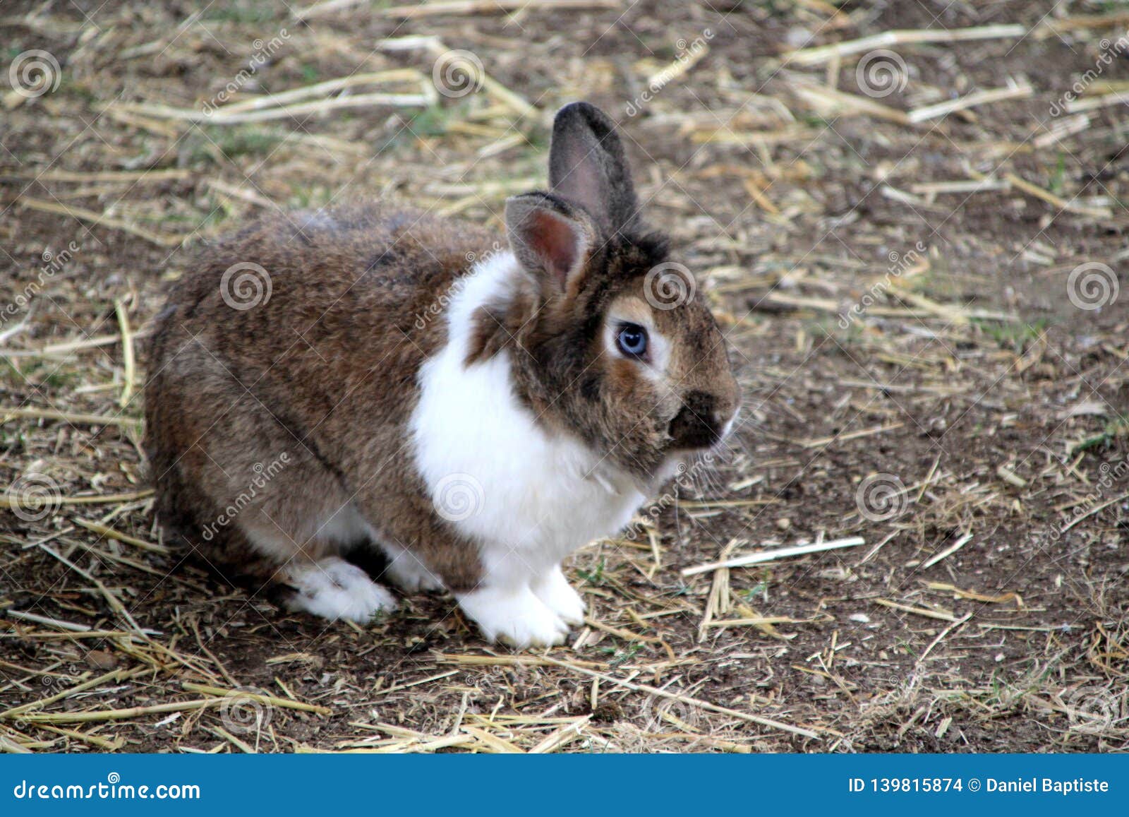 Rabbit, Closeup on a Rabbit Stock Photo - Image of beautiful, greenery ...