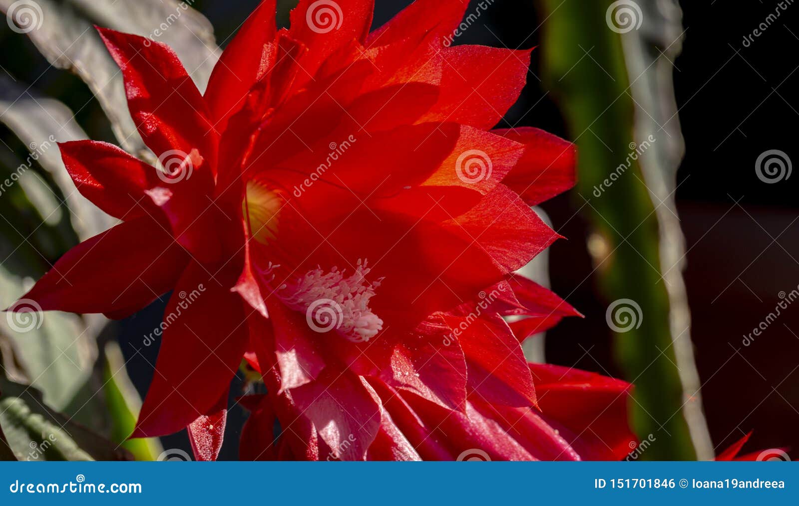 Beautiful Red Cactus Flower in Full Bloom Stock Photo - Image of light ...