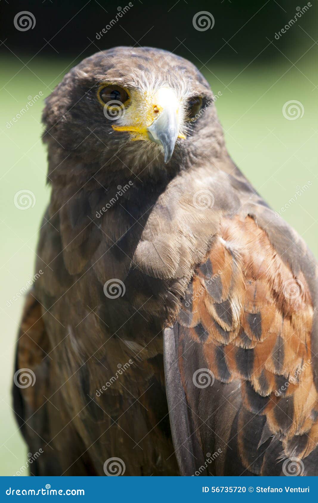 Close Up of a Beautiful Red Hawk Stock Photo - Image of hawk, white ...