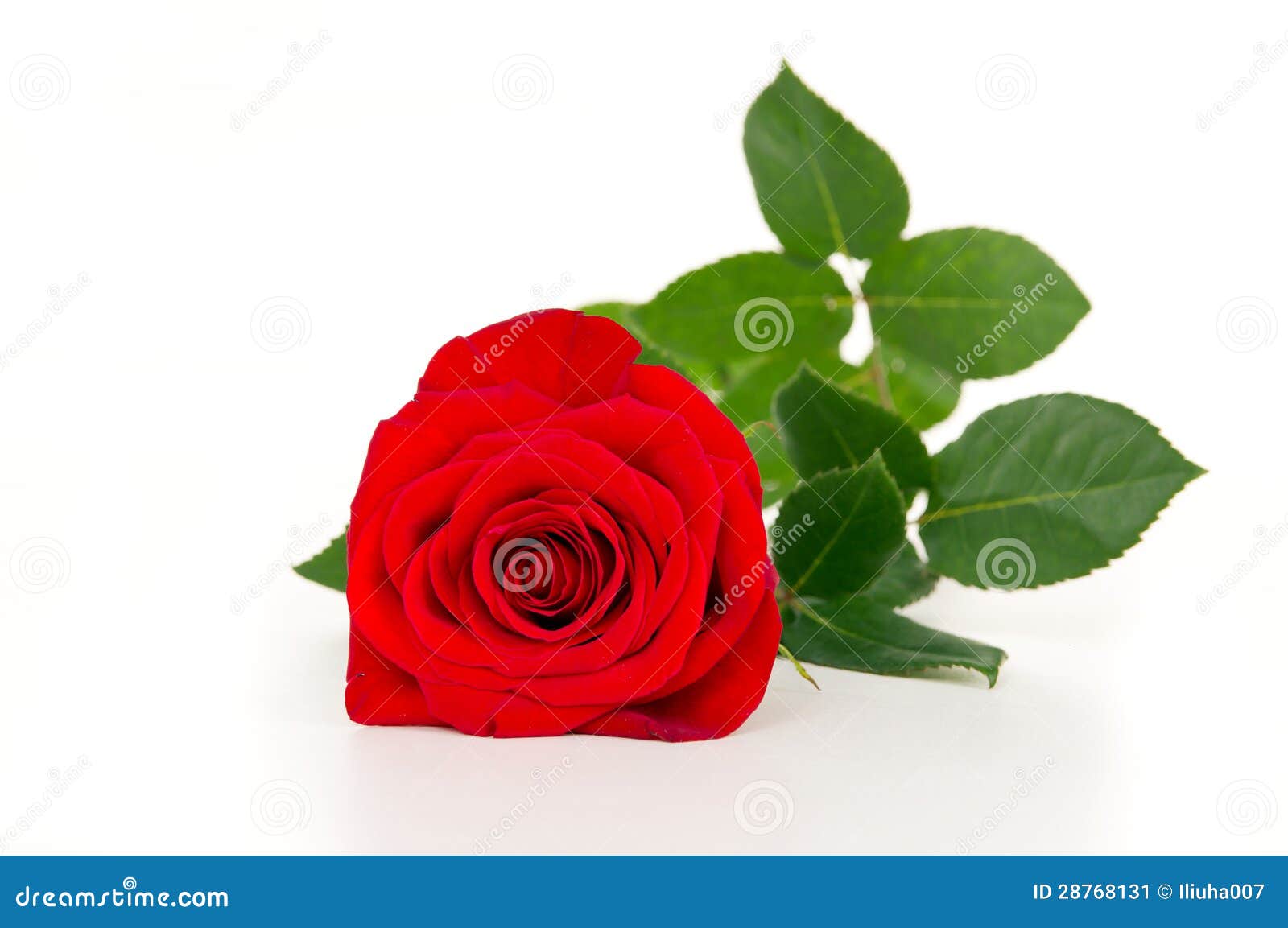 Close-up Beautiful Red Rose Lying Stock Image - Image of flower ...