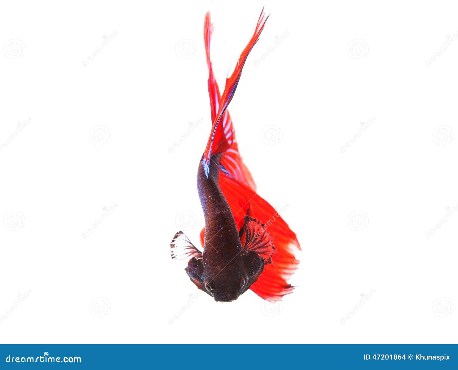 Close Up of Beautiful Red Tail Thai Siamese Fighting Fish Betta Stock ...