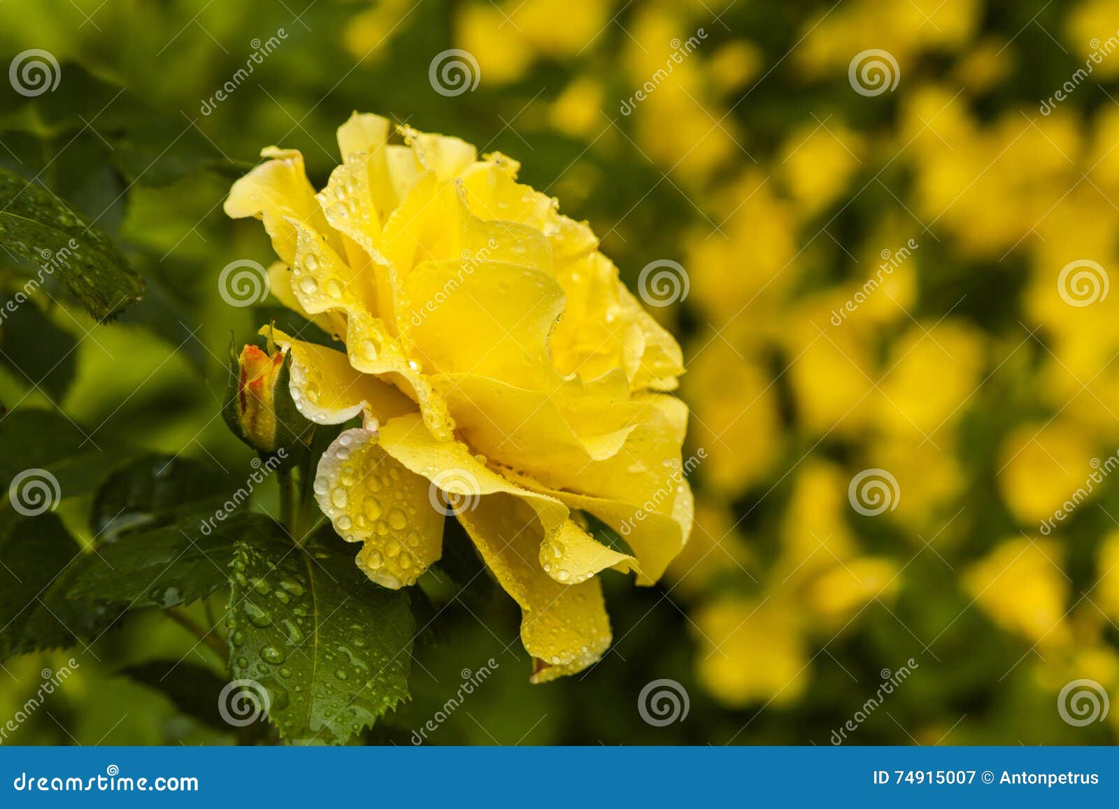 Close-up of Beautiful Rose in the Dew Drops. Stock Image - Image of ...