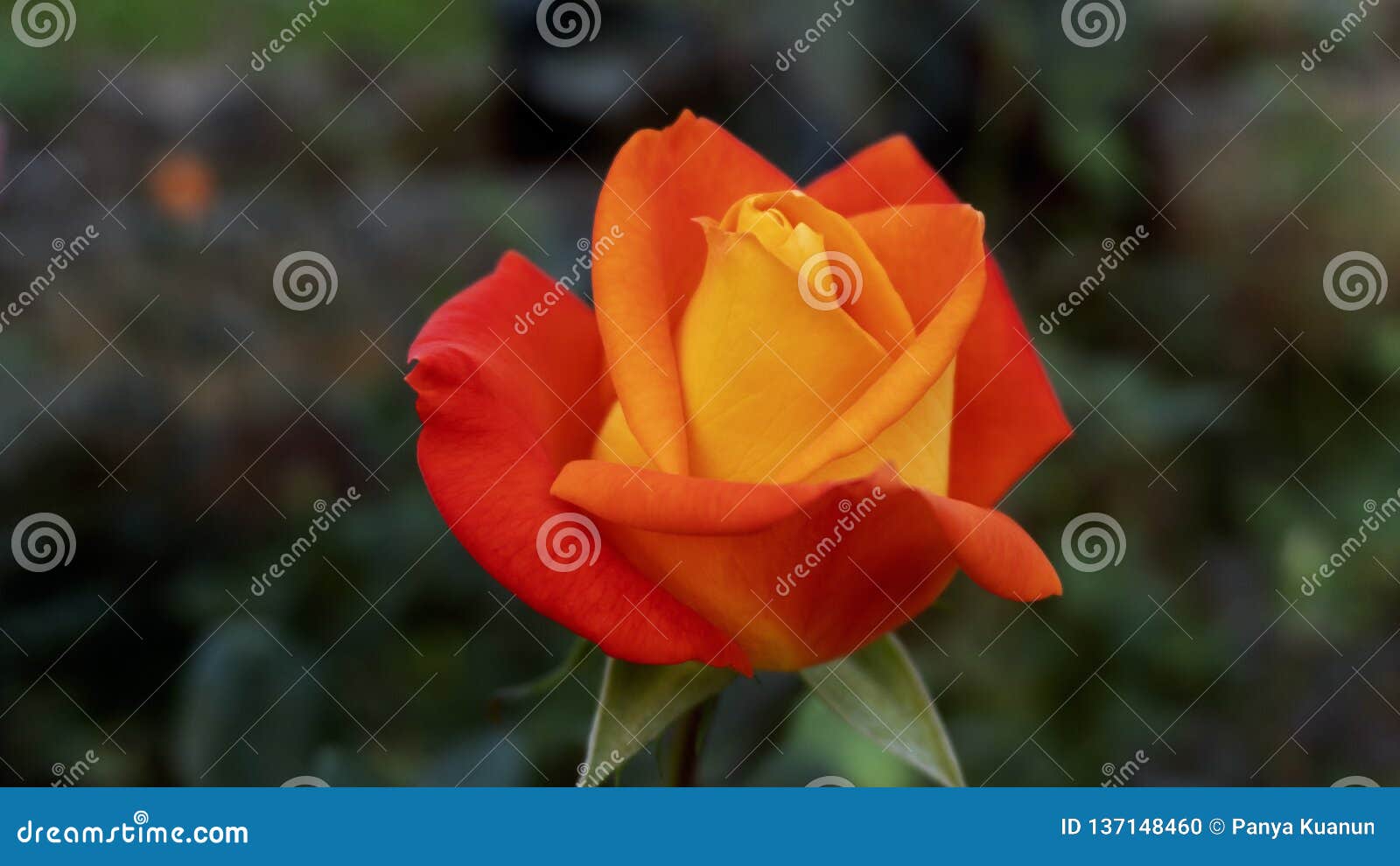 Close Up Beautiful Rose Flower in the Garden Stock Photo - Image of ...