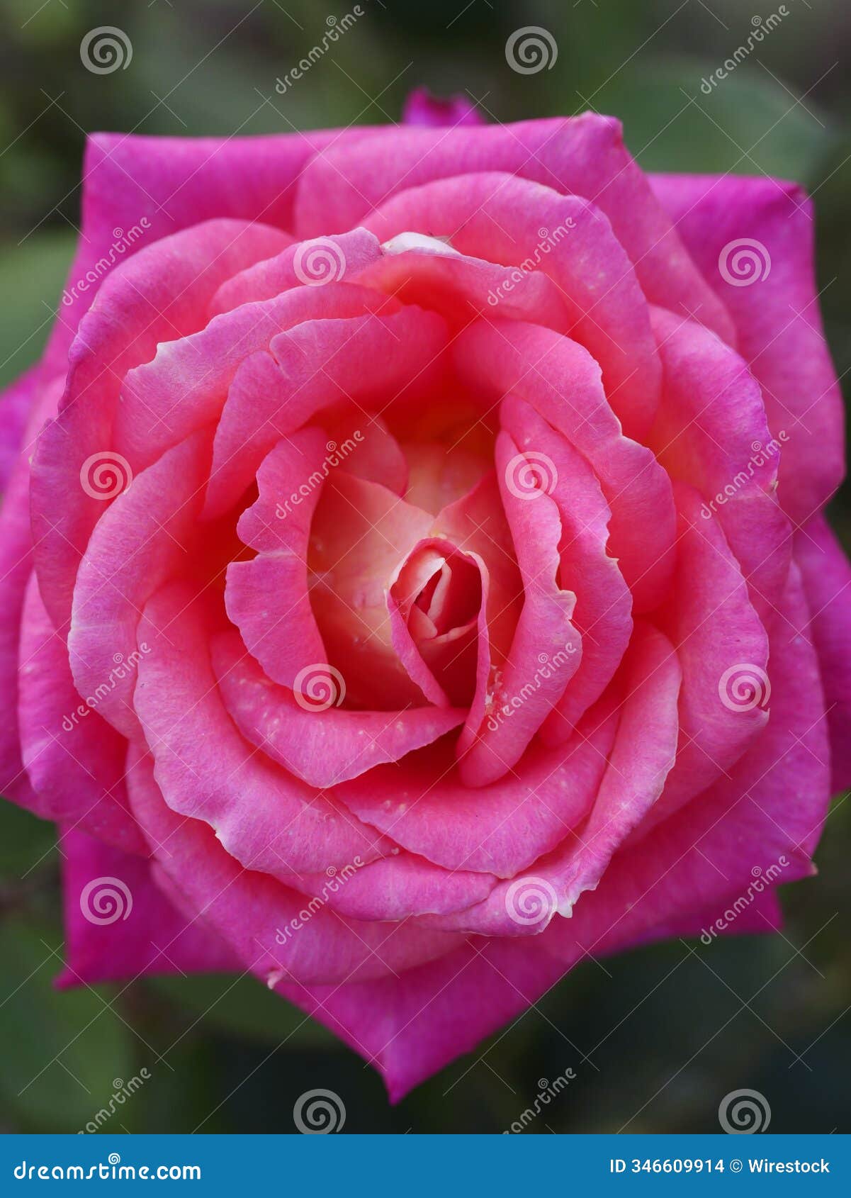 Close-up of a Beautiful Rose, Showcasing Its Soft, Gentle Petals and ...
