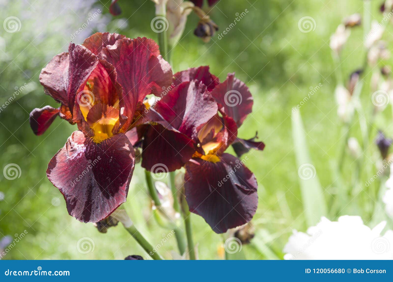 Rusty Red Coloured Bearded Iris Stock Photo - Image of columbia, fruit ...