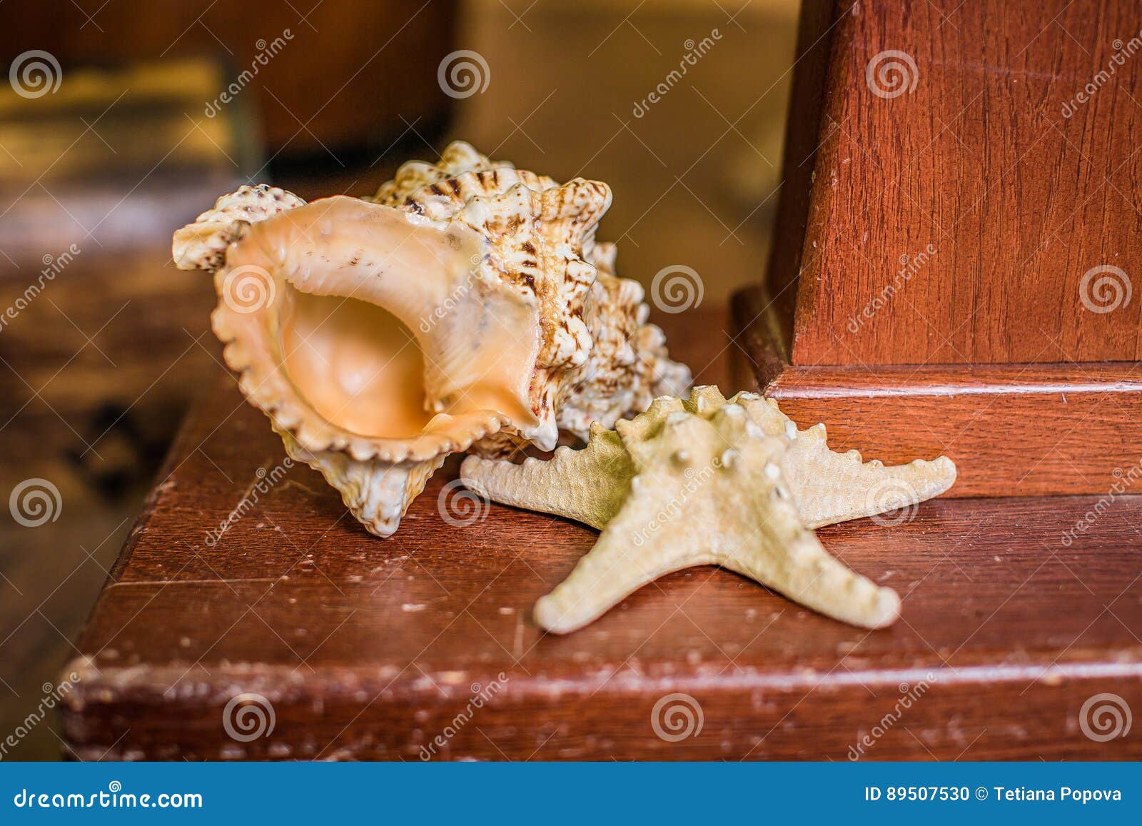Close-up of a Beautiful Shell Stock Photo - Image of jewel, decoration ...