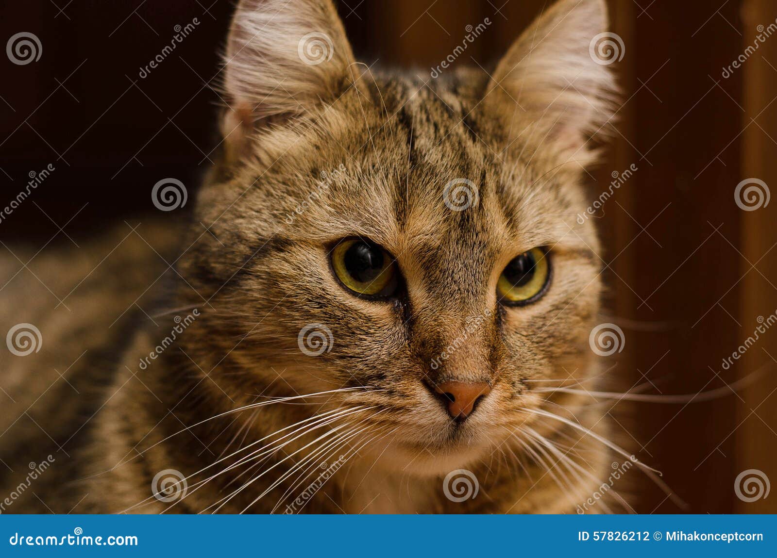 Close-up of a Beautiful Short-haired Cat Stock Photo - Image of eyes ...