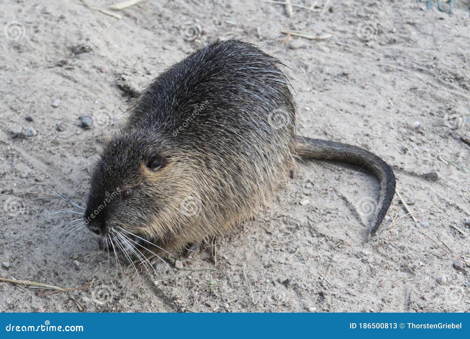 Single Beaver Sitting In His Cage With Water In A Zoo With Moss In The ...