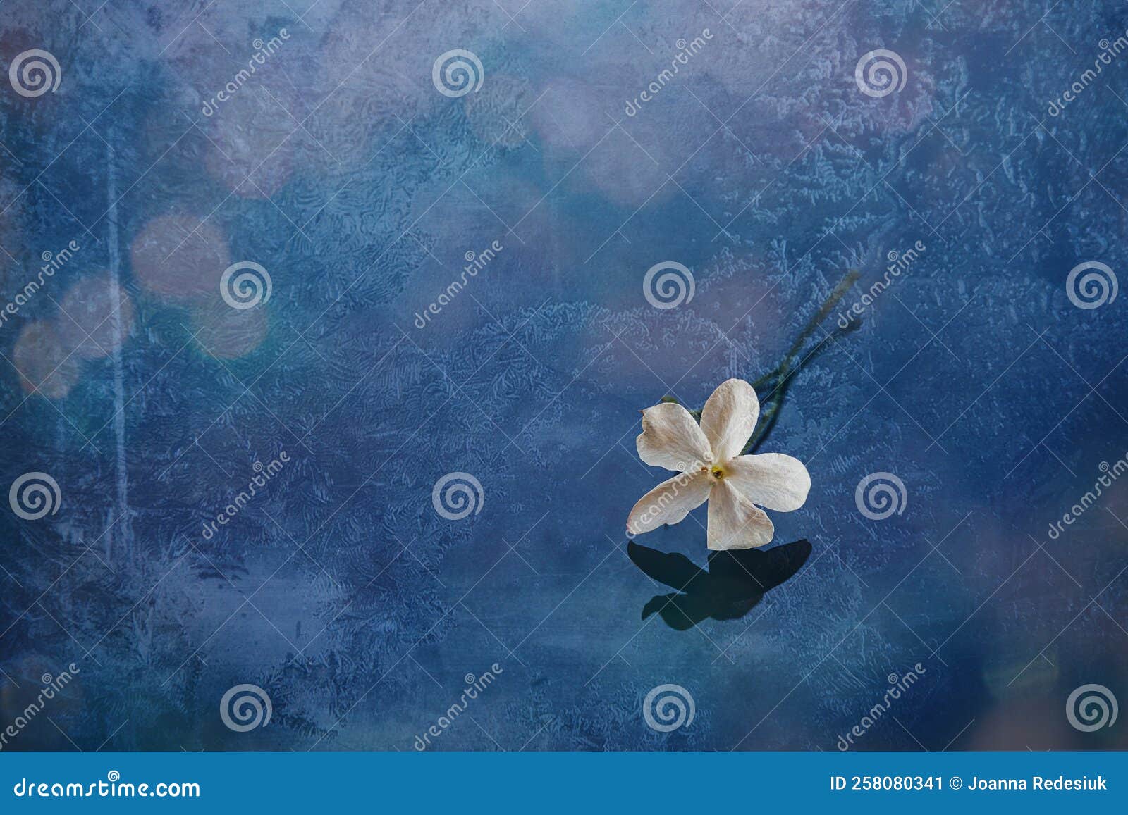 Closeup Beautiful Small Delicate Single Jasmine Flower for Background ...
