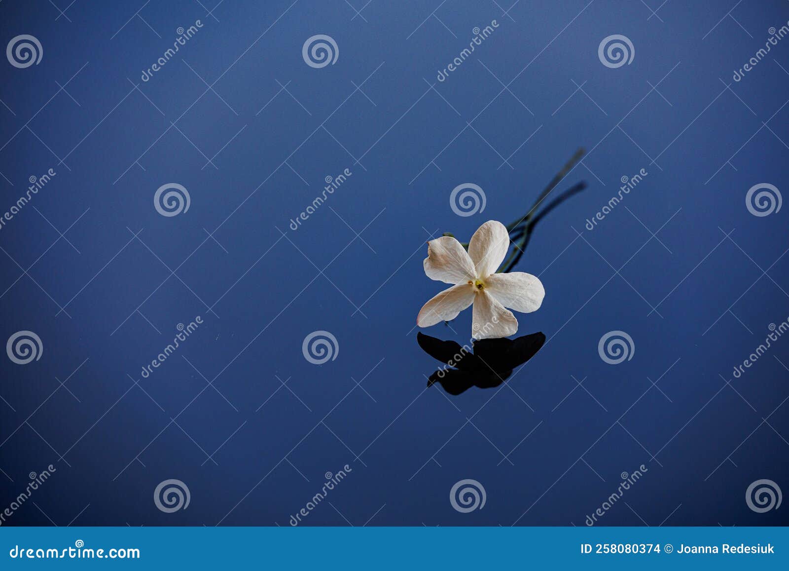 Closeup Beautiful Small Delicate Single Jasmine Flower for Background ...