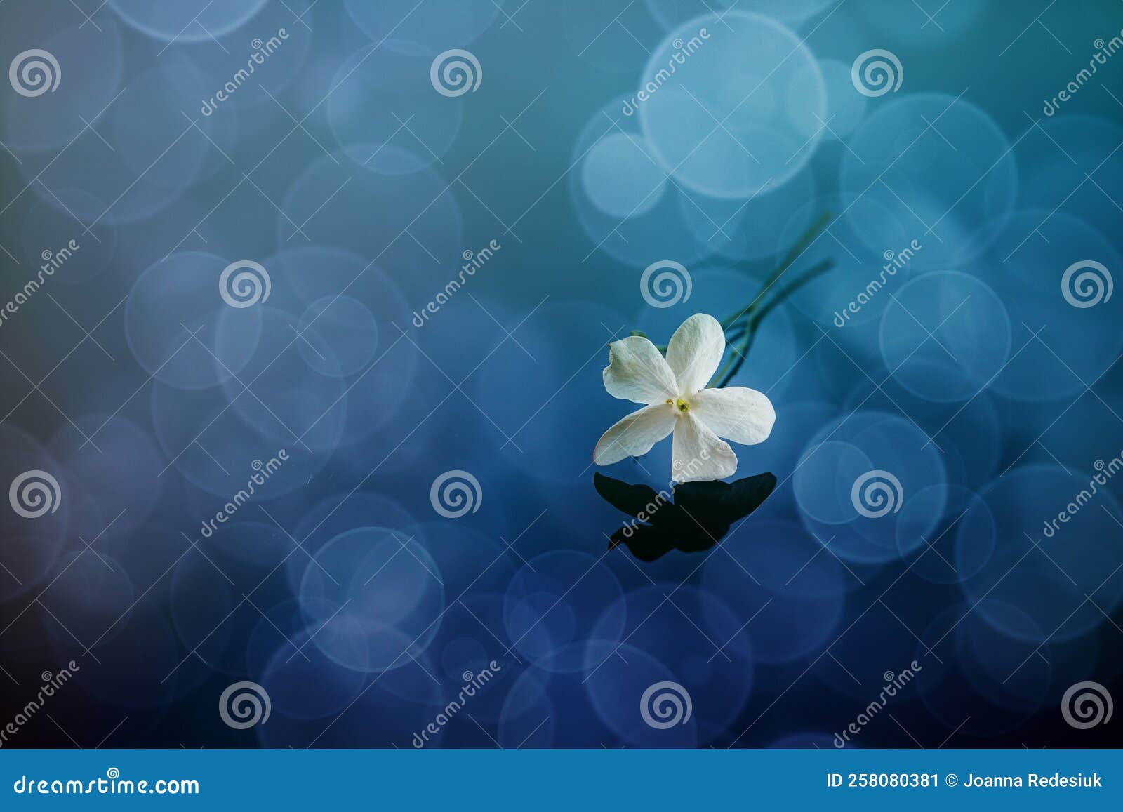 Closeup Beautiful Small Delicate Single Jasmine Flower for Background ...