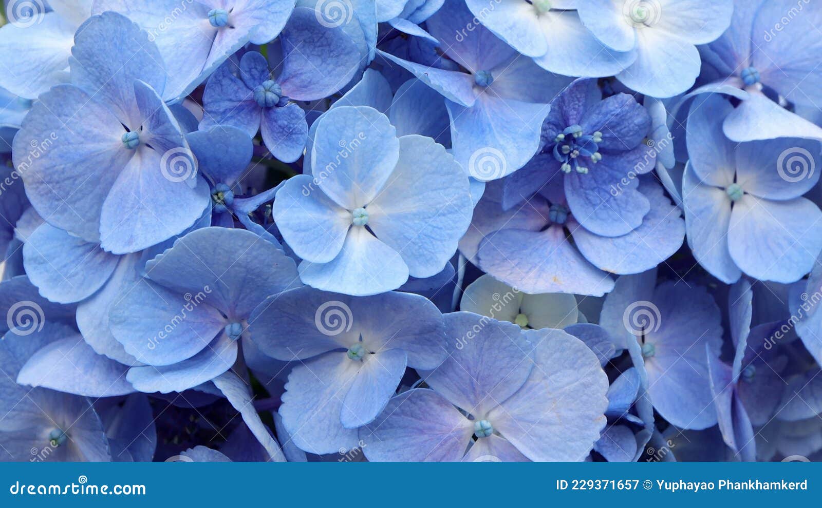 Close Up of Beautiful Soft Blue Hydrangea,(Hydrangea Macrophylla ...
