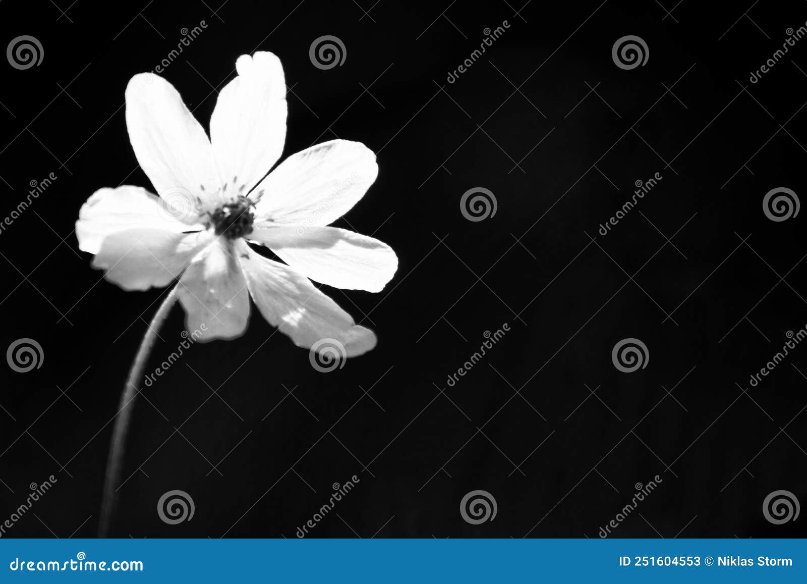 Close Up of a Beautiful Solitary Flower Stock Image - Image of close ...