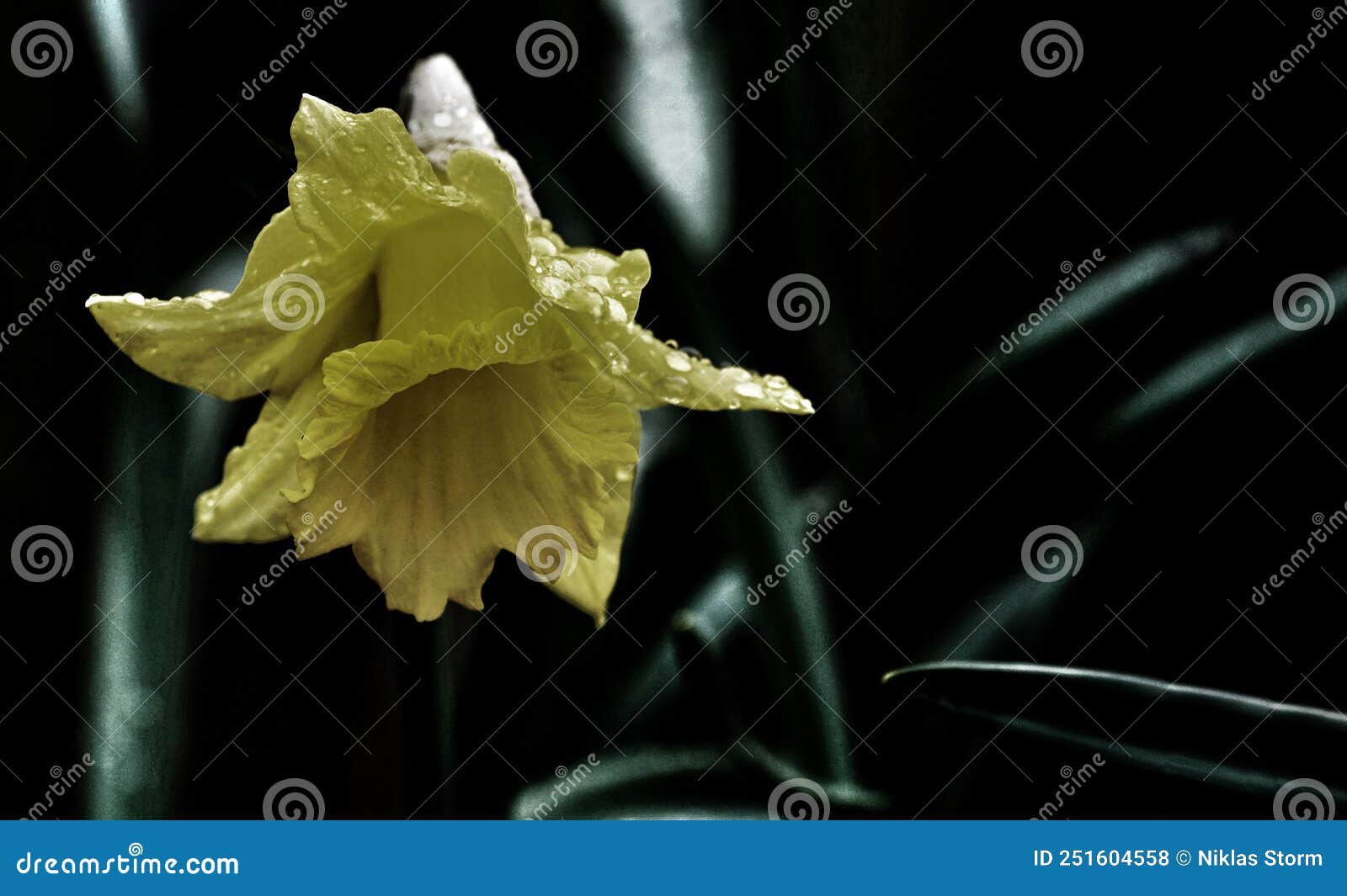 Close Up of a Beautiful Solitary Flower Stock Photo - Image of nature ...