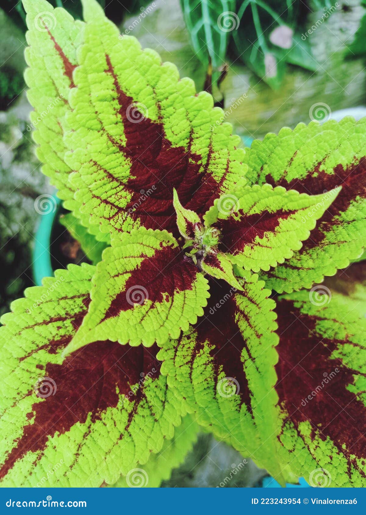 Close-up Beautiful Striped Leaves Image Stock Photo - Image of botany ...