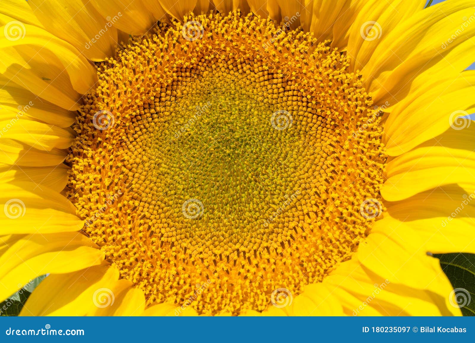 Close-up of a Beautiful Sunflower in a Field, Turkey Stock Image ...