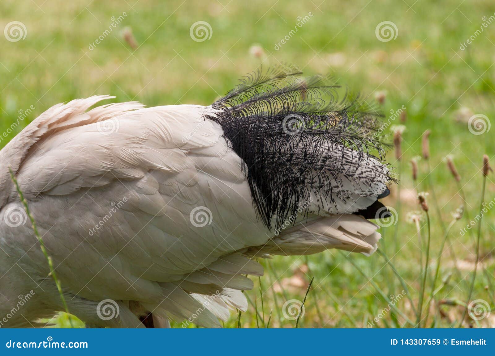 Close Up of Beautiful Tail Feathers of Sacred Ibis Bird Stock Image ...